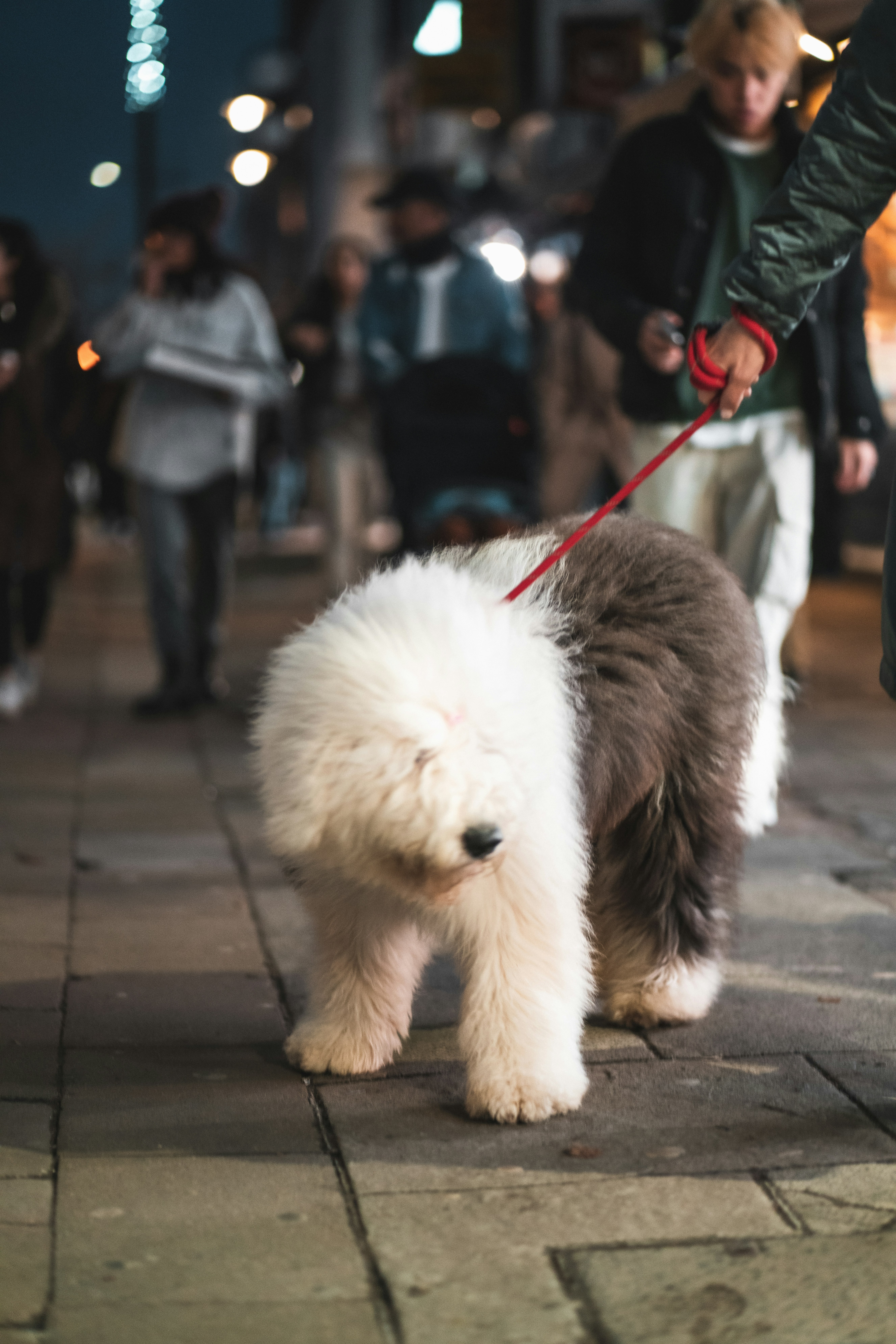 a person walking a small dog on a leash
