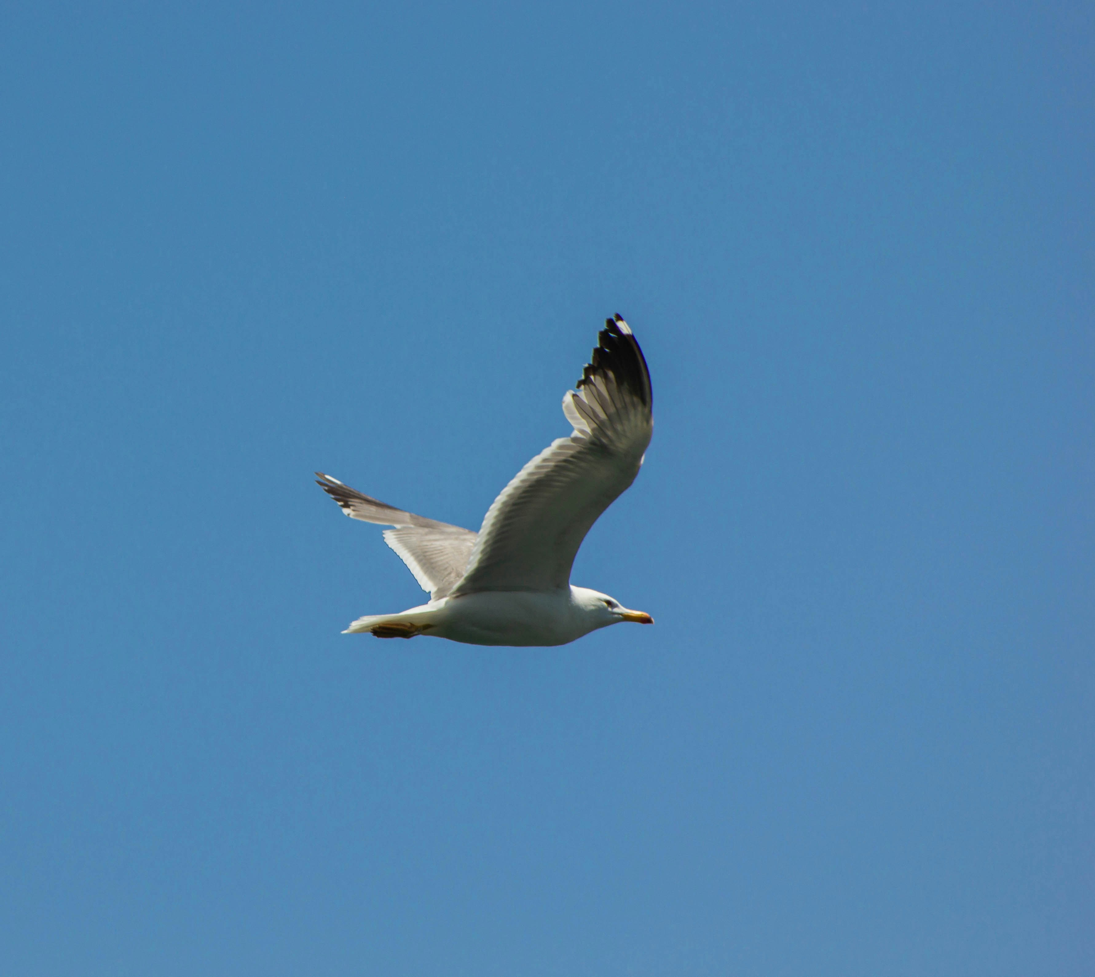 Seagull gliding gracefully against a clear blue sky, showcasing its wings in mid-flight.
