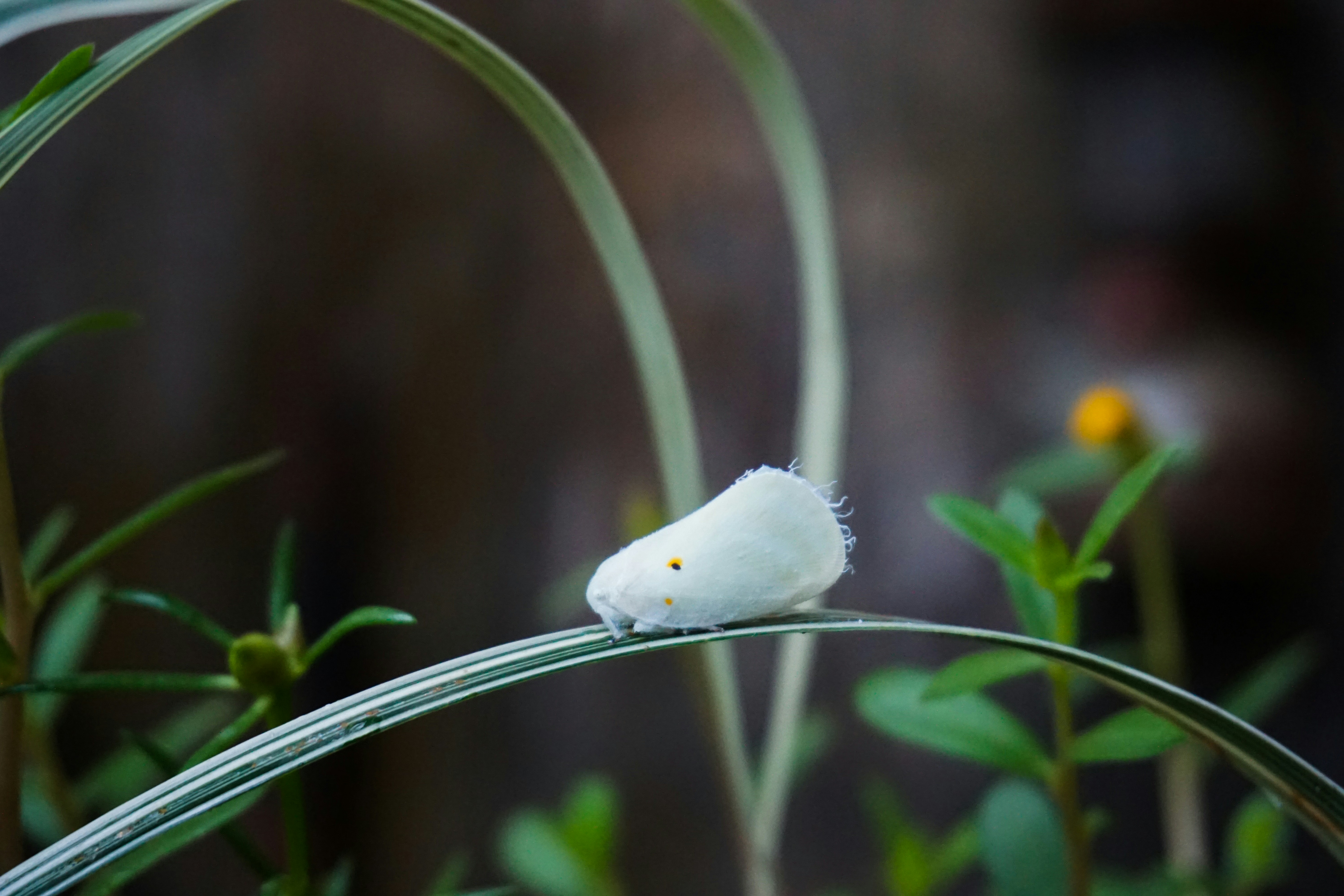 A tiny white cottony mass perched on a curved grass blade, with a shallow depth of field blurring the garden background.