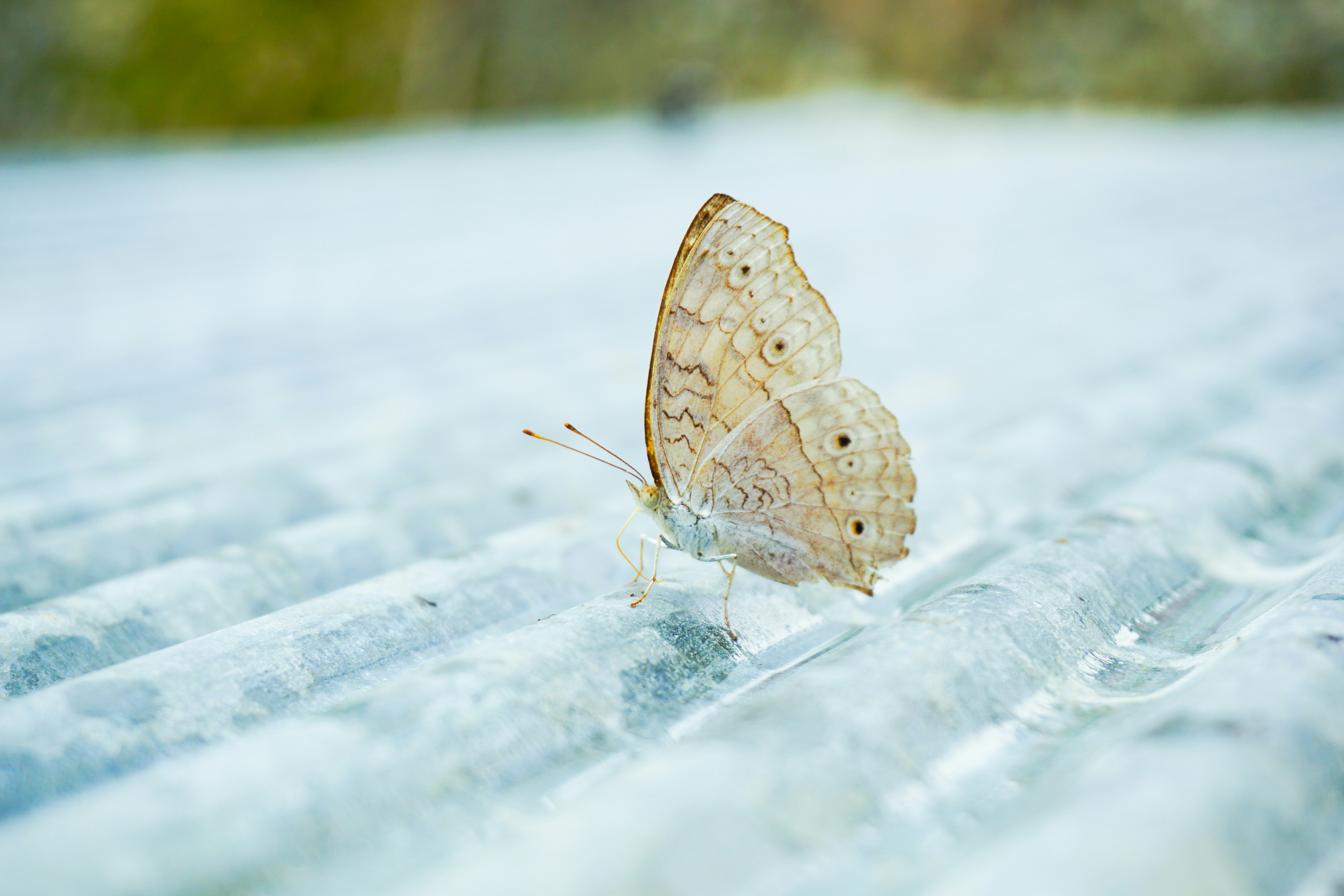 Blue-Ribbed Quiet: Butterfly On Frosted Corrugations