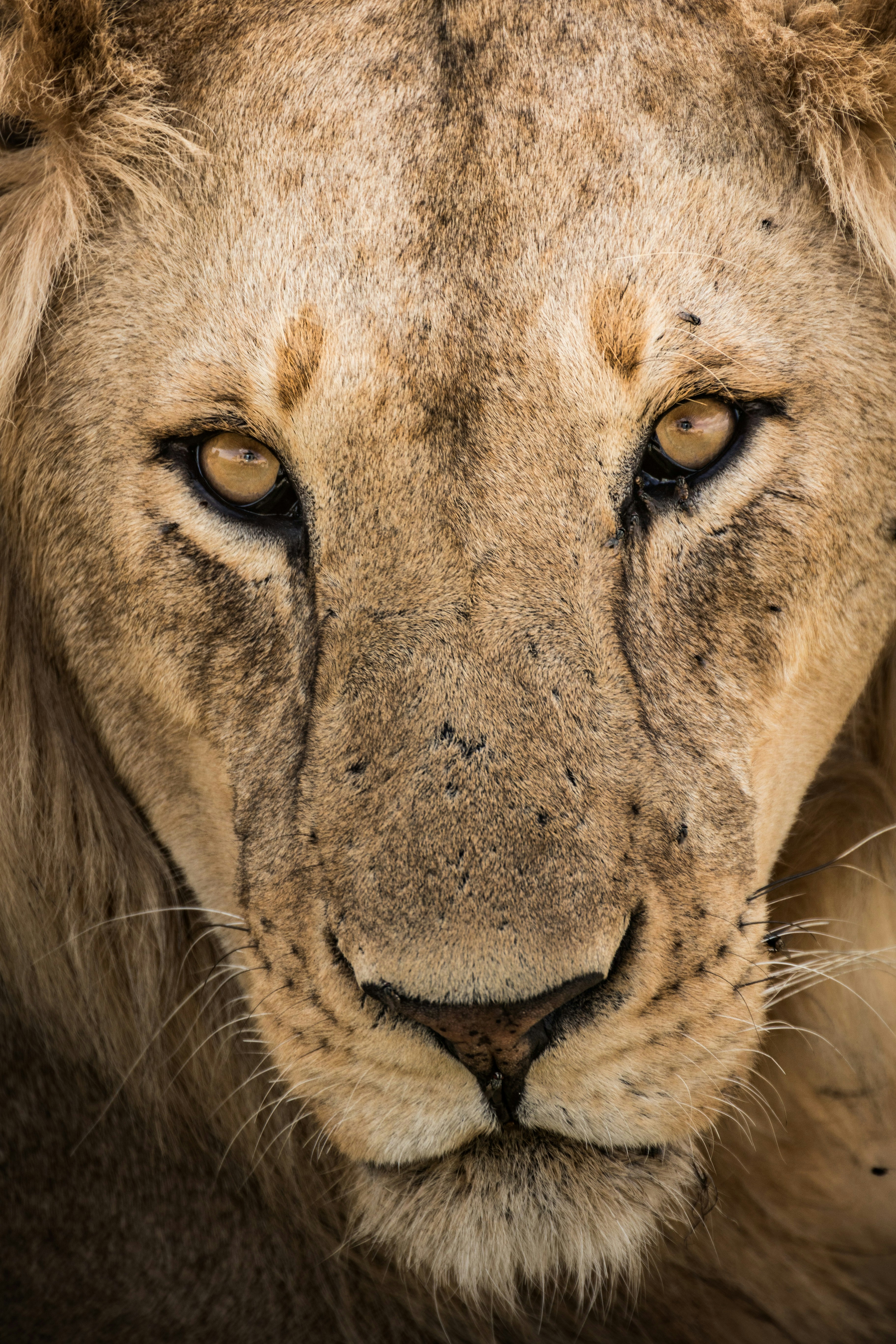 Amber Gaze: A Close-Up Portrait of a Lion