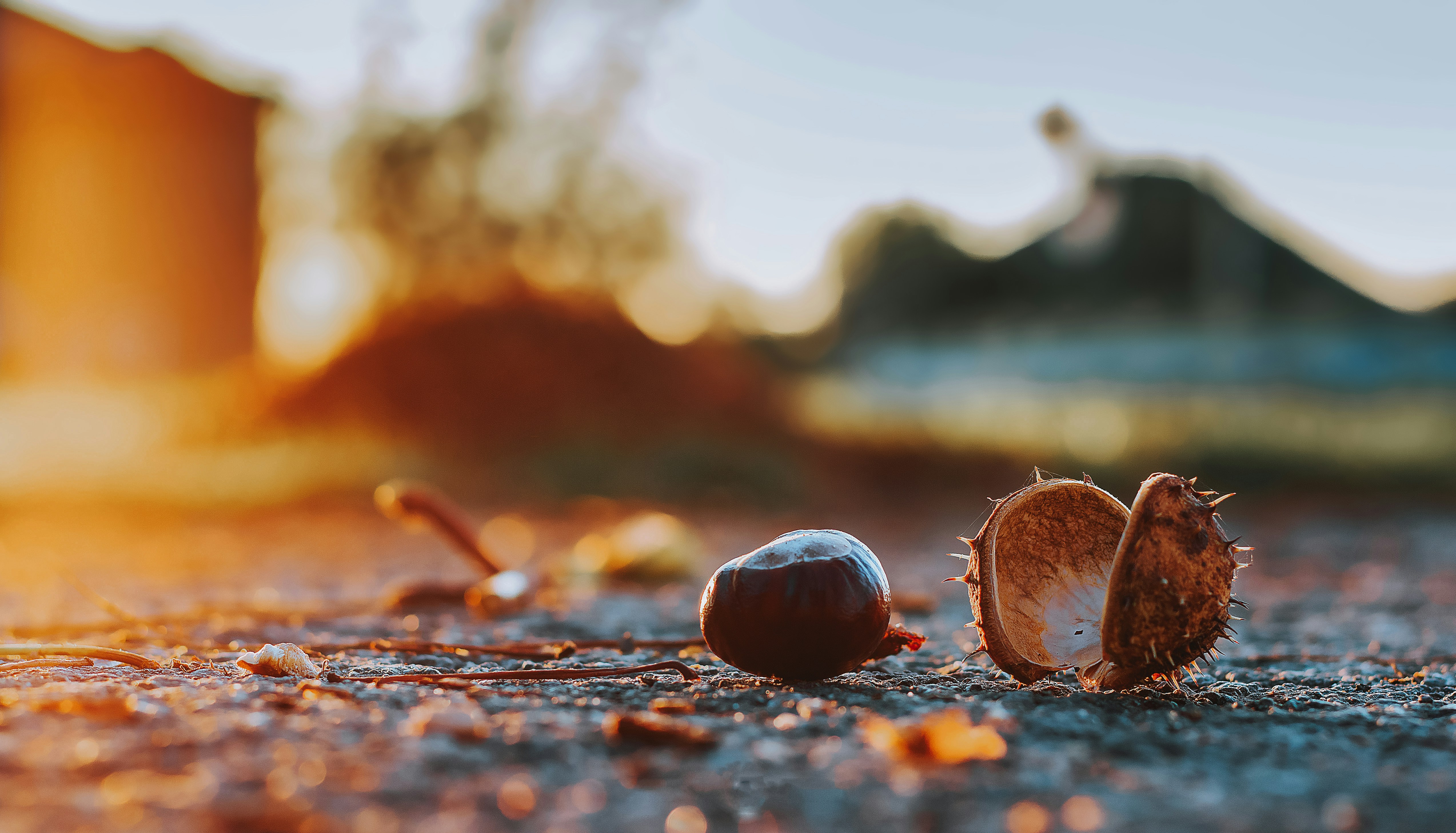 Amber Moment on the Pavement: Chestnut and Split Shell in Soft Focus