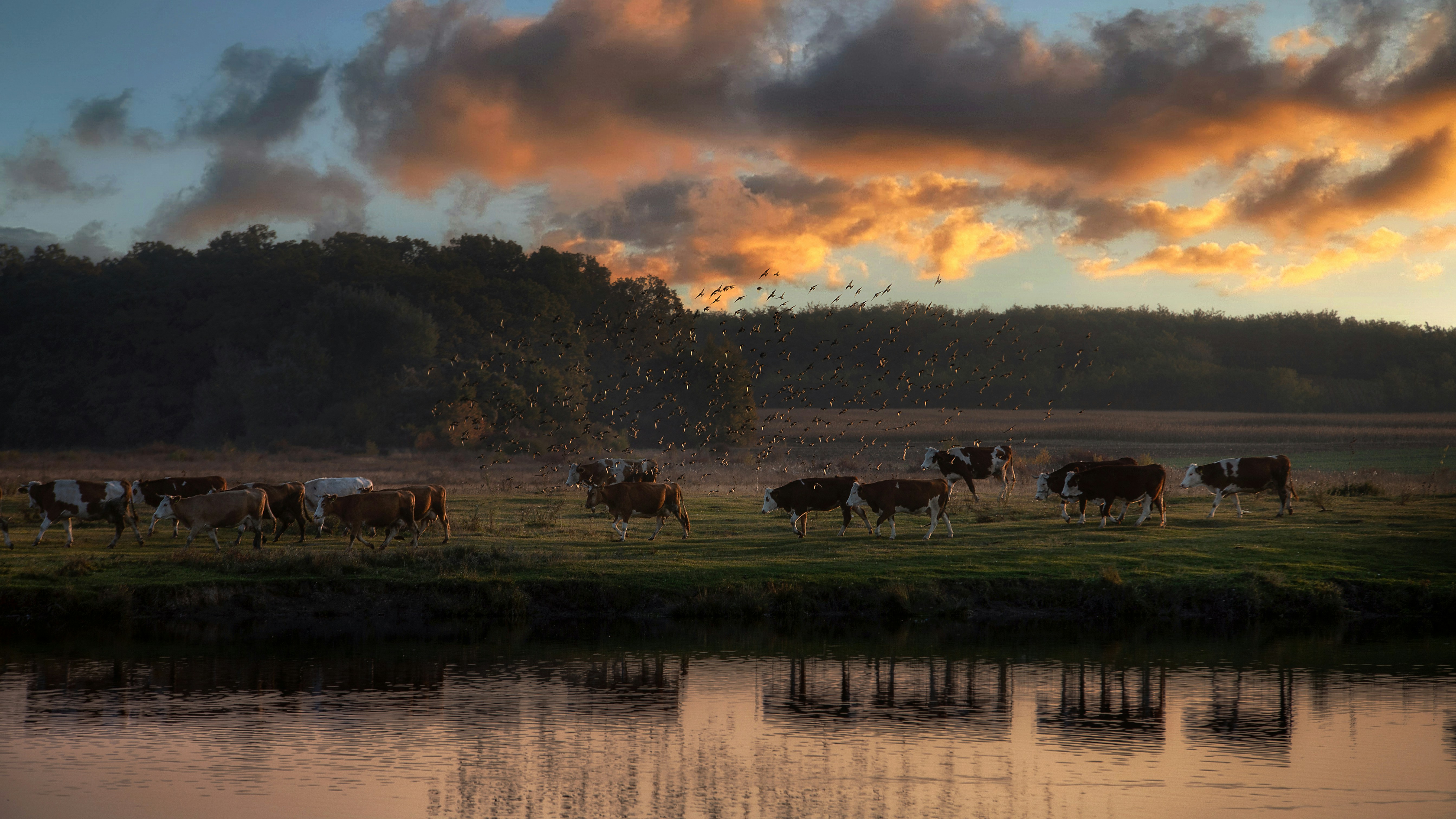 Herd at Dusk by the River: Cattle Gathering Under a Copper-Cloud Sky