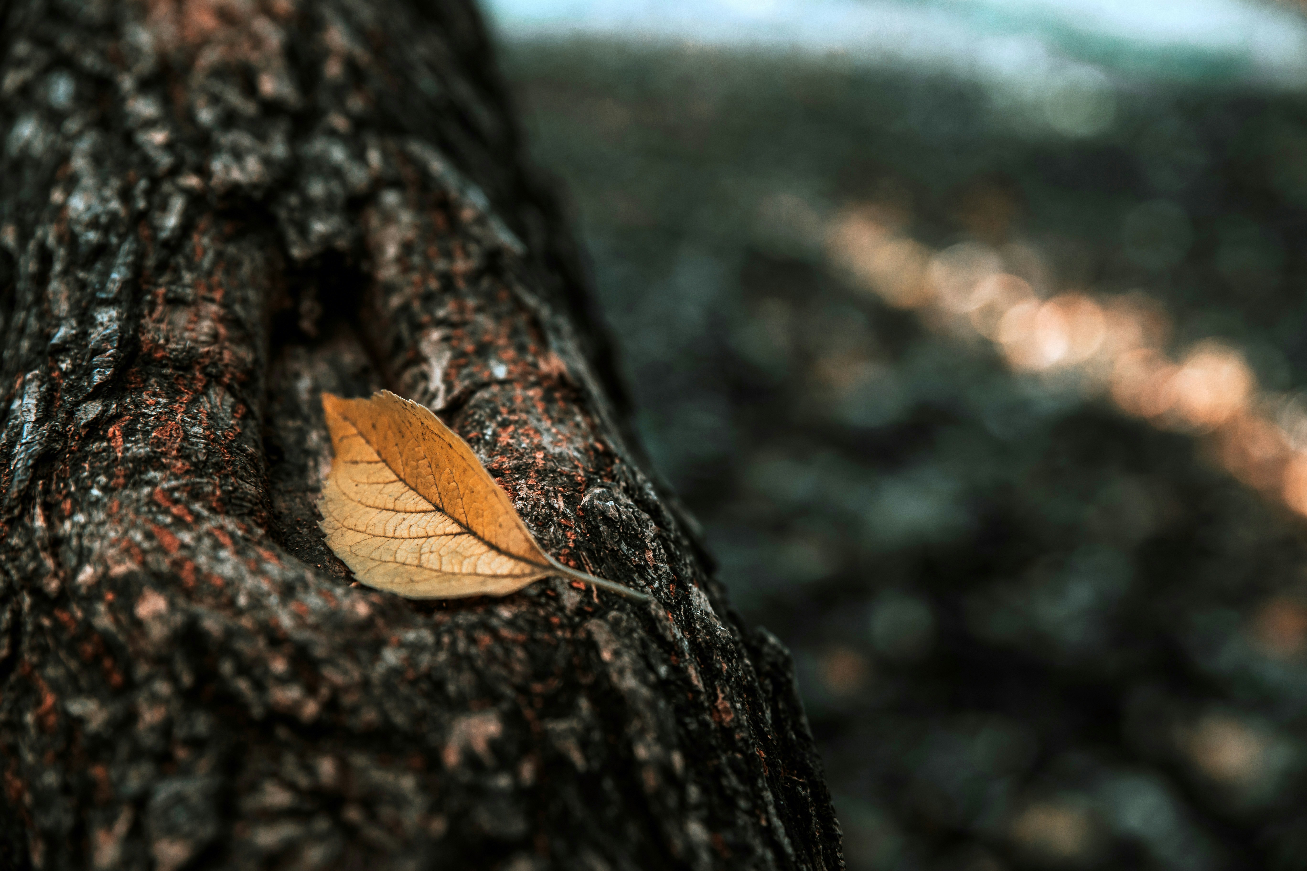 Golden leaf resting in a crevice of a textured tree trunk, surrounded by blurred earthy tones.