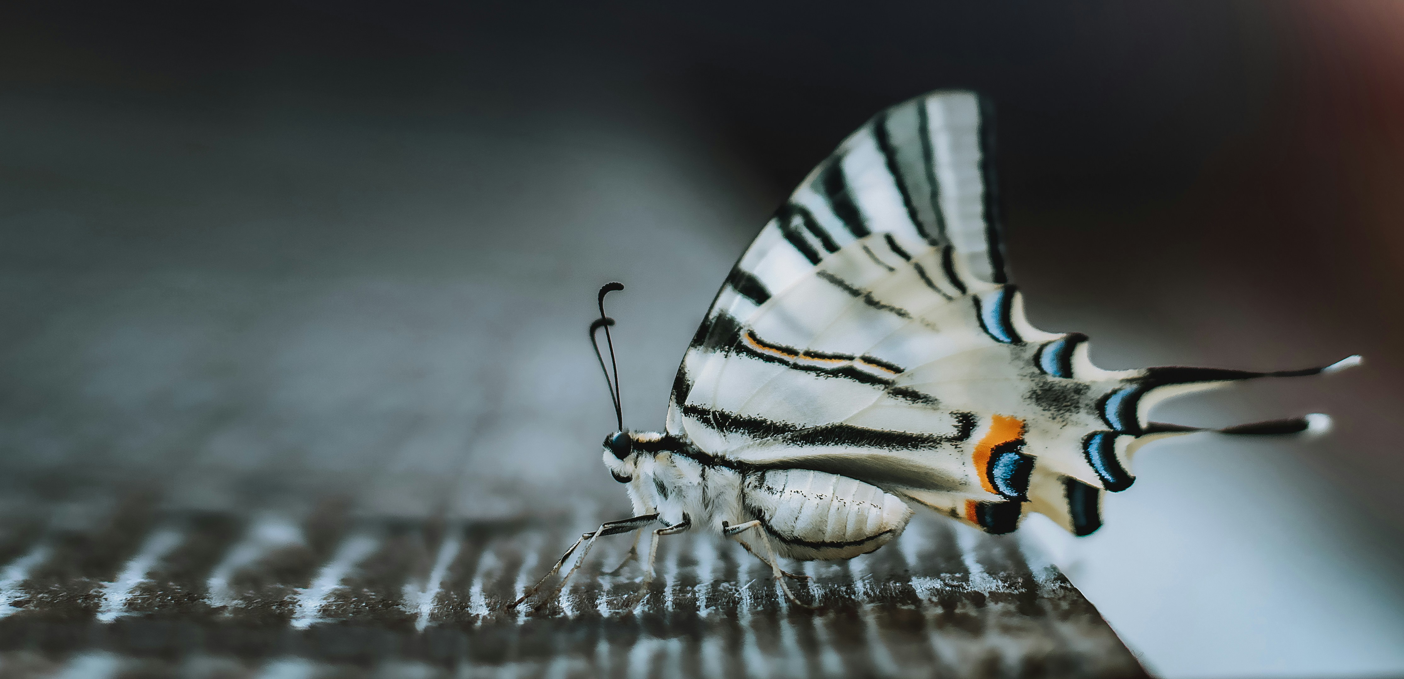 A close up of a butterfly on a table photo – Free Butterfly Image on ...