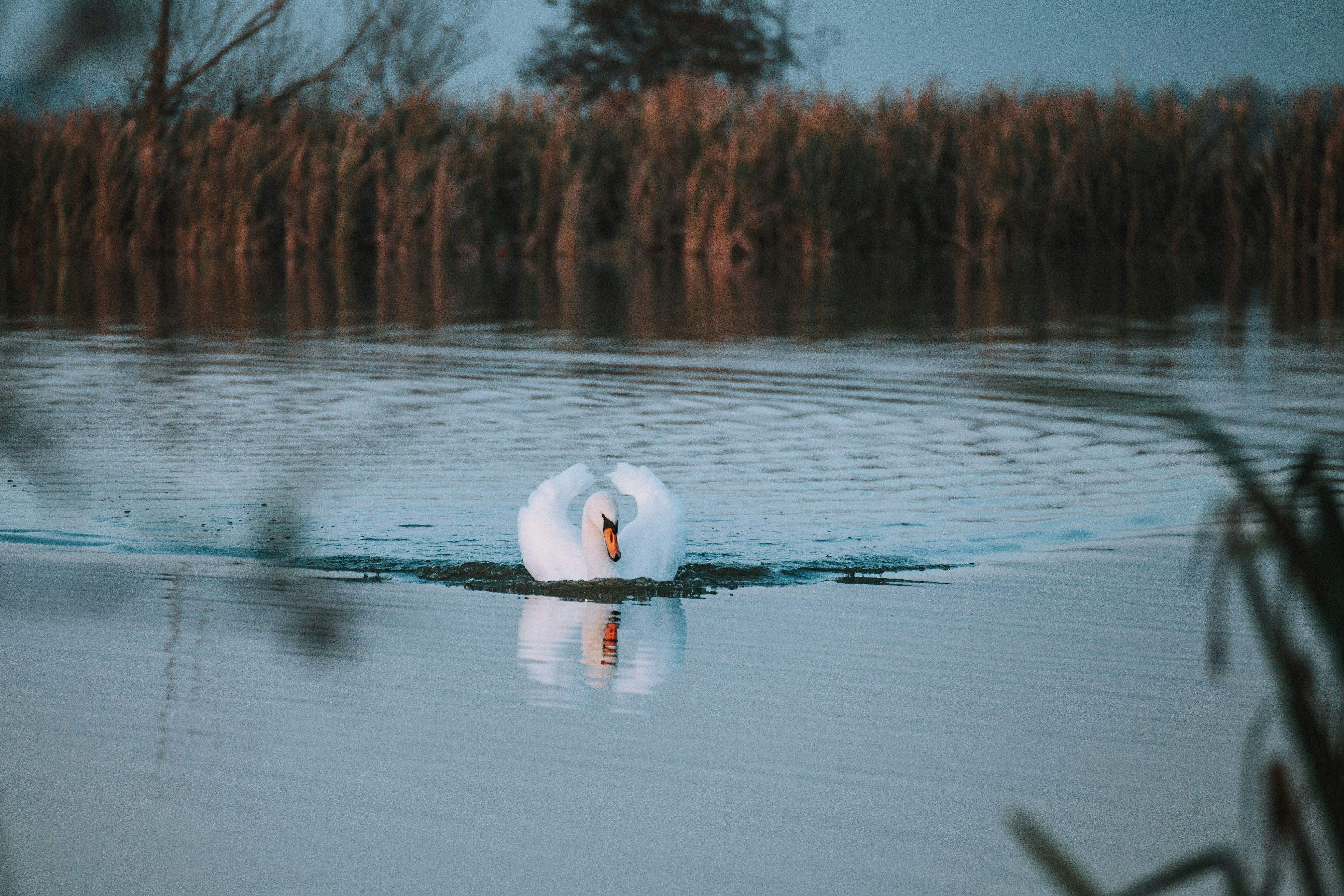 a swan is swimming in the water near the shore