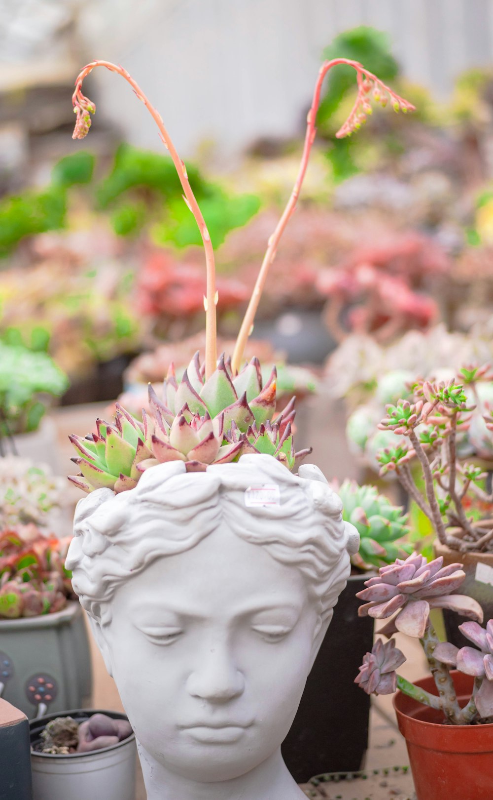 Une tête de statue blanche avec une plante dedans photo – Photo Plante ... Une tête de statue blanche avec une plante dedans photo – Photo Plante ...