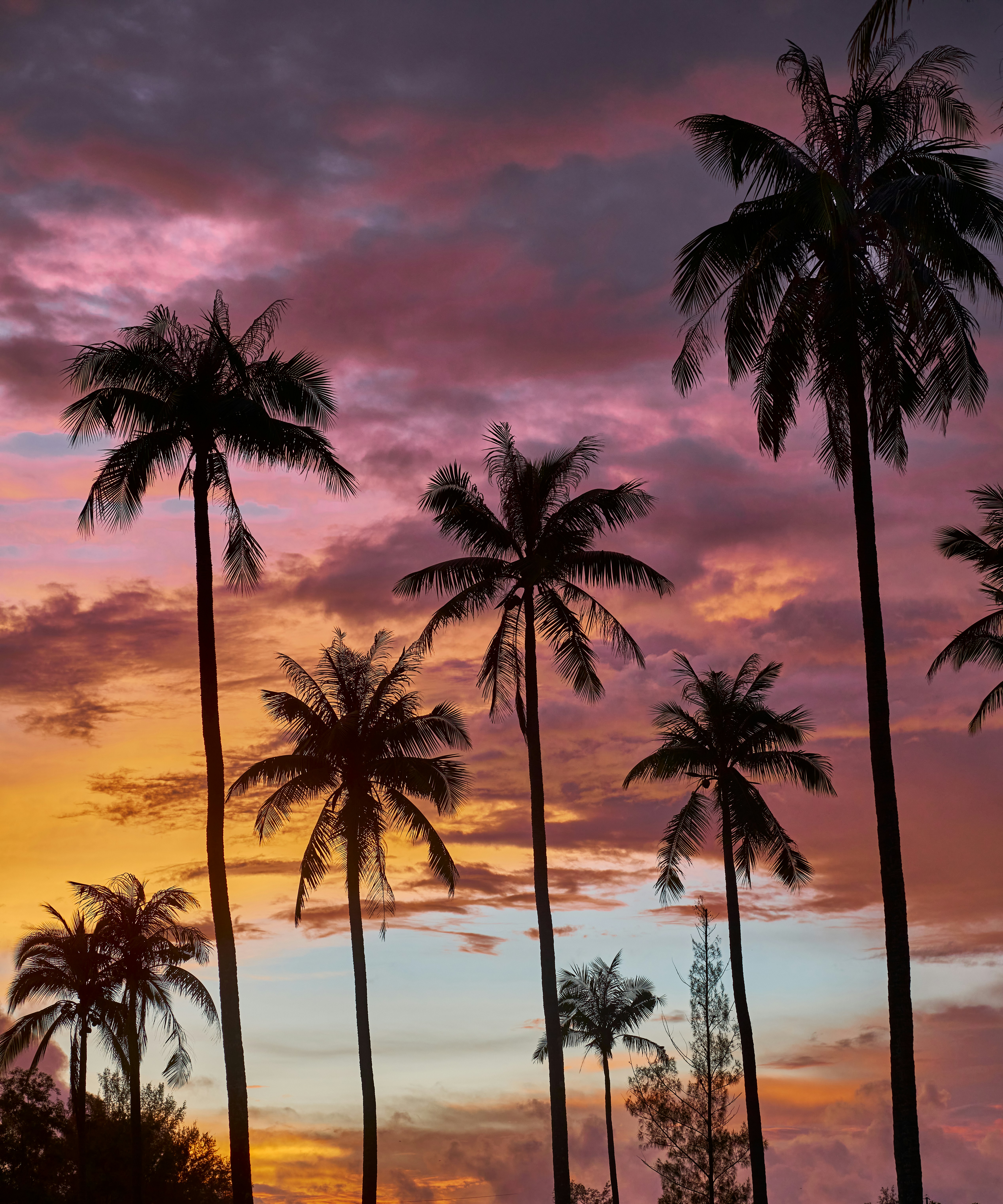 Coconut palms in front of a colourful sunset sky in Phuket, ThailandNorbert Braun
