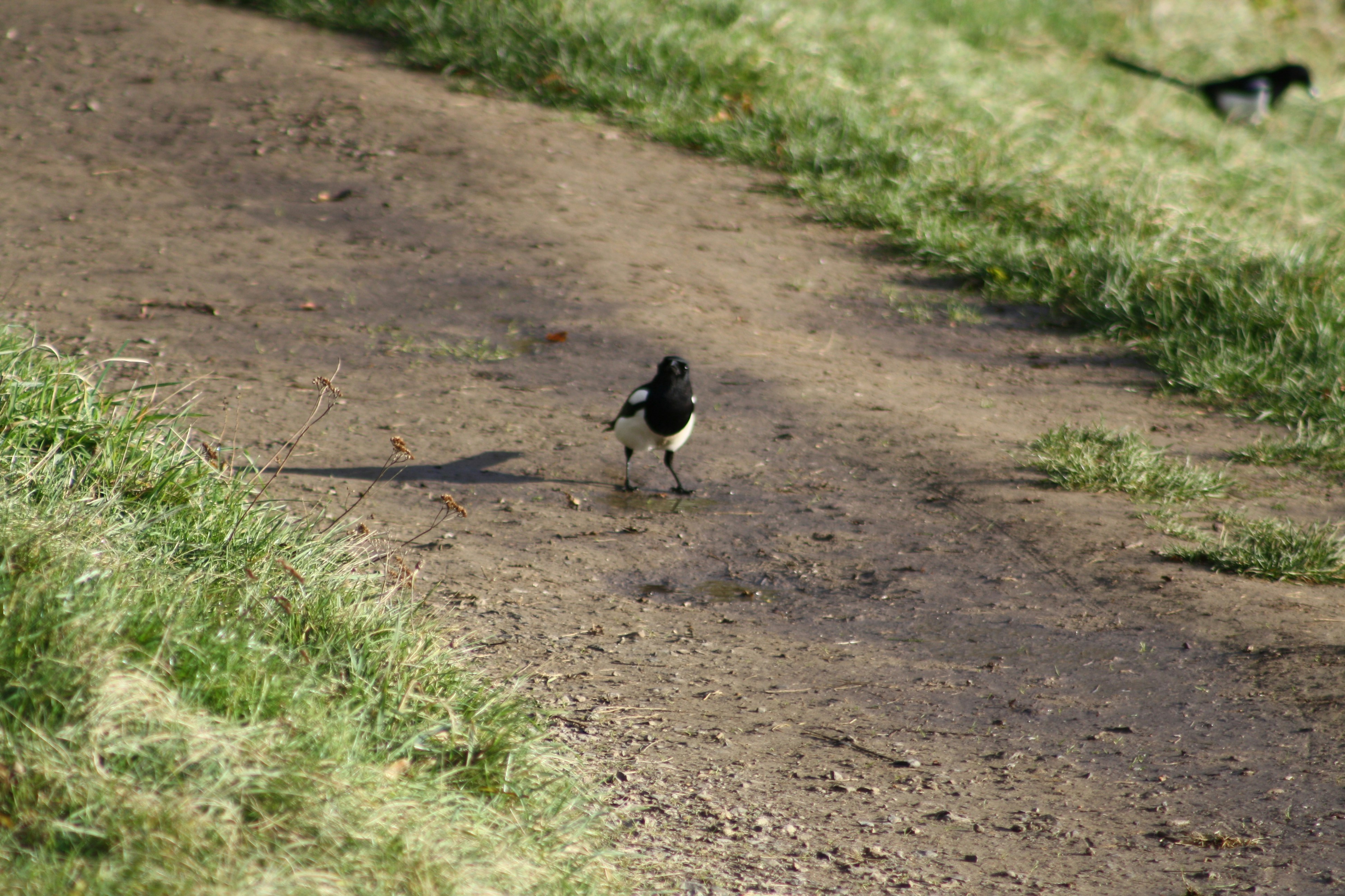 A magpie struts along a dirt path, surrounded by lush green grass, showcasing its distinctive black and white plumage.
