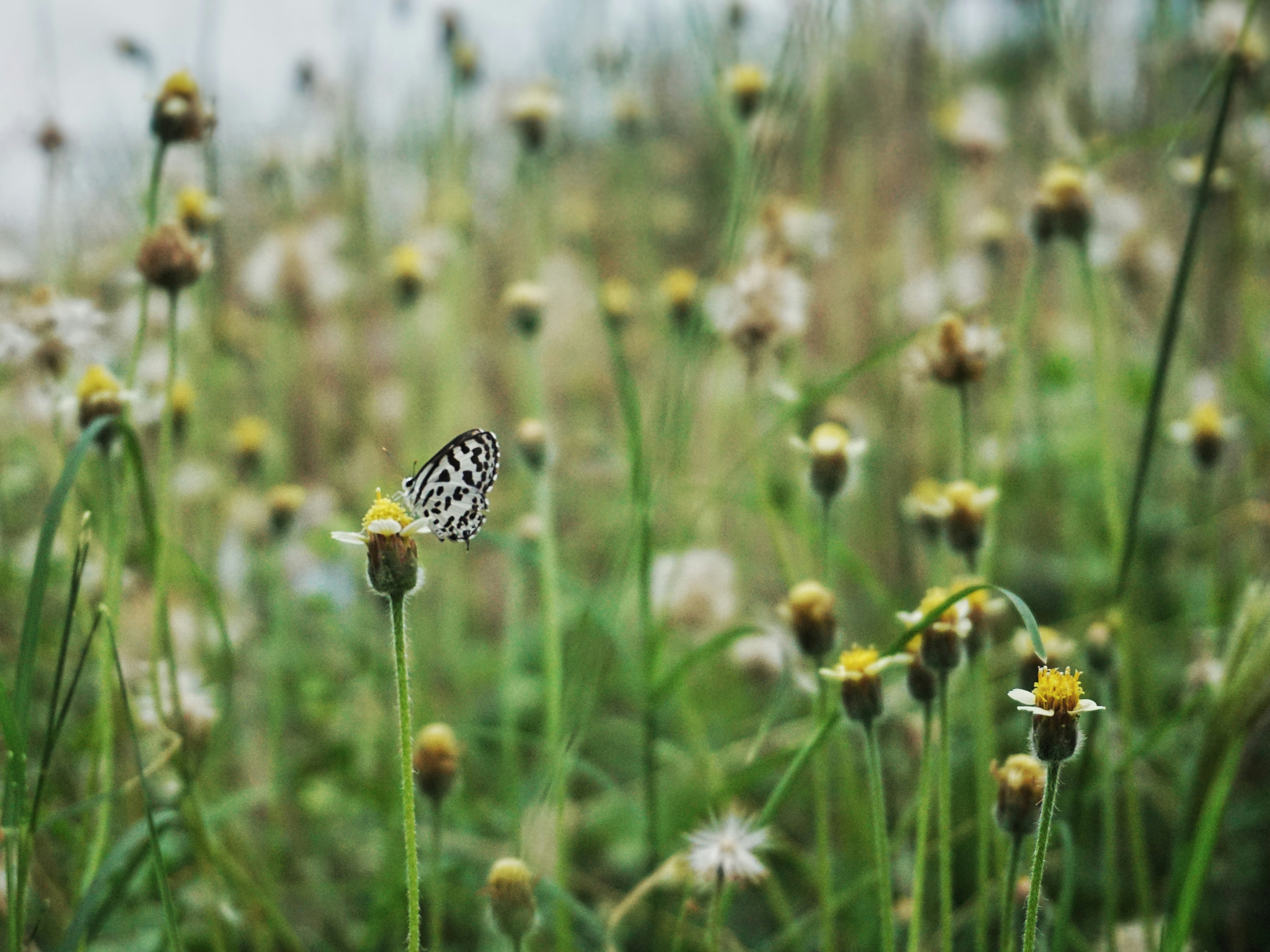 A butterfly perched on a slender flower amidst a field of wild blooms, showcasing the intricate beauty of nature's harmony.