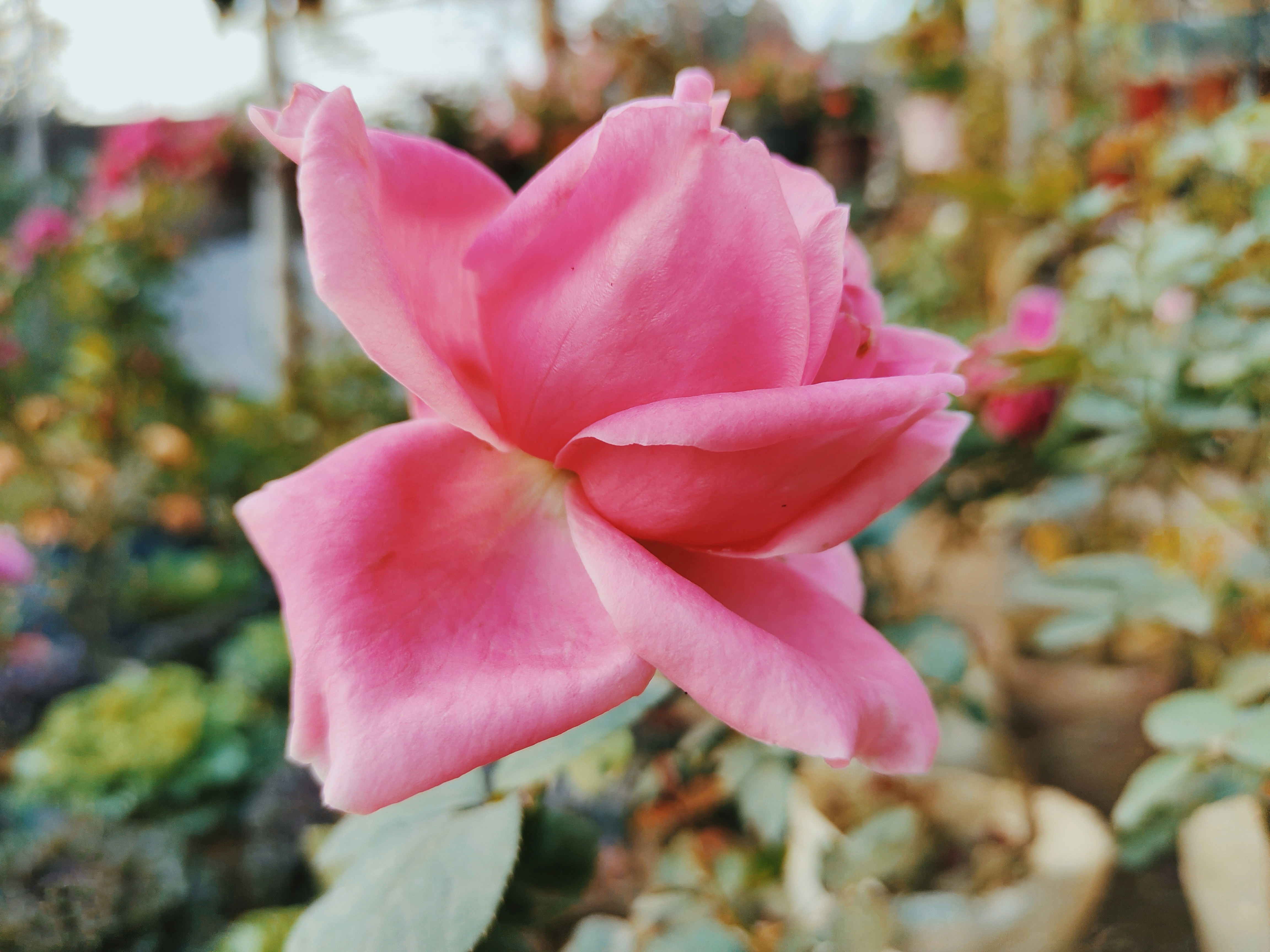Petal Focus in a Quiet Garden: A Pink Rose in Soft Blur