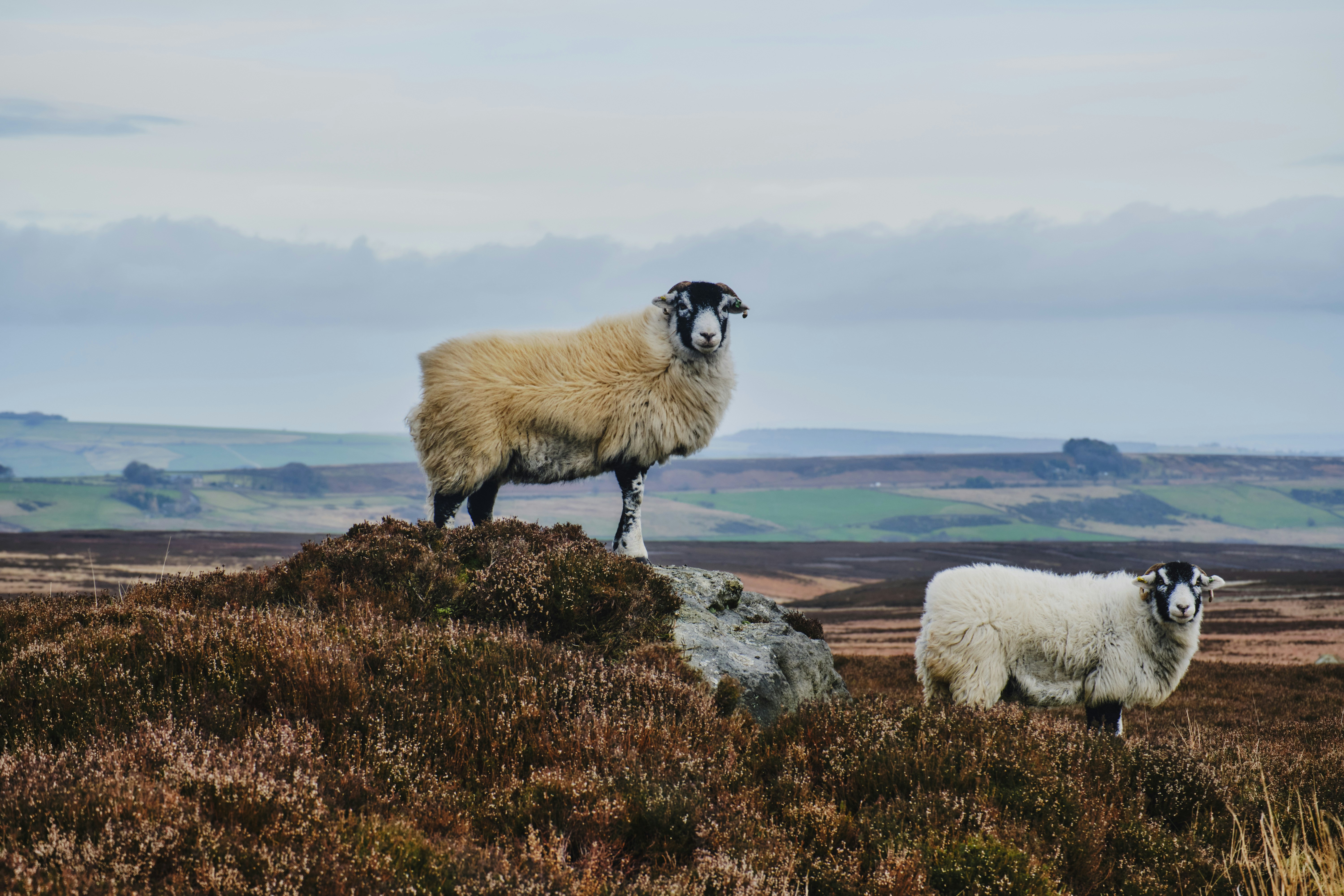 On the Moor's Rock: A Woolly Sentinel Over the Heath