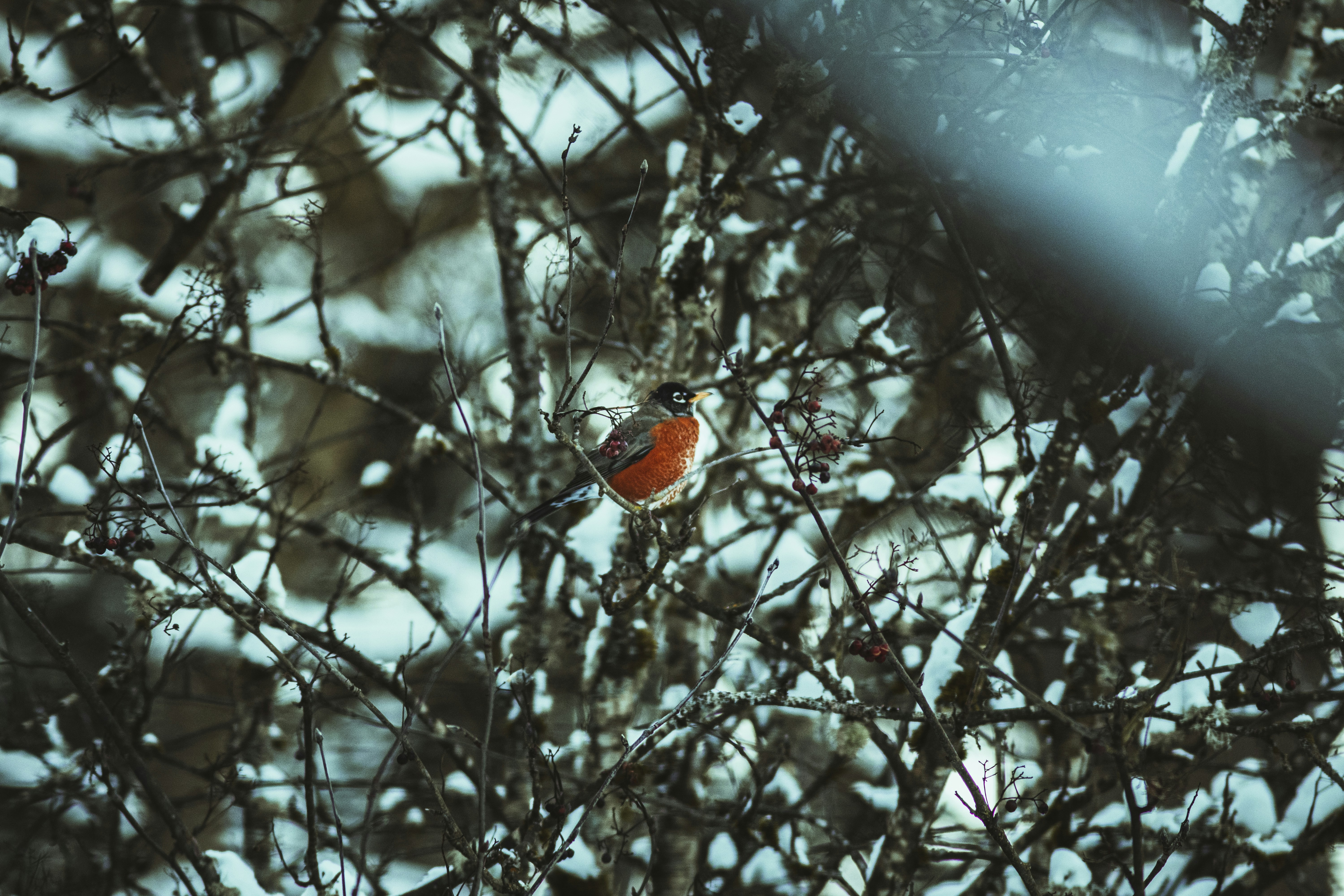 Crimson Robin Perched in a Snow-Kissed Thicket