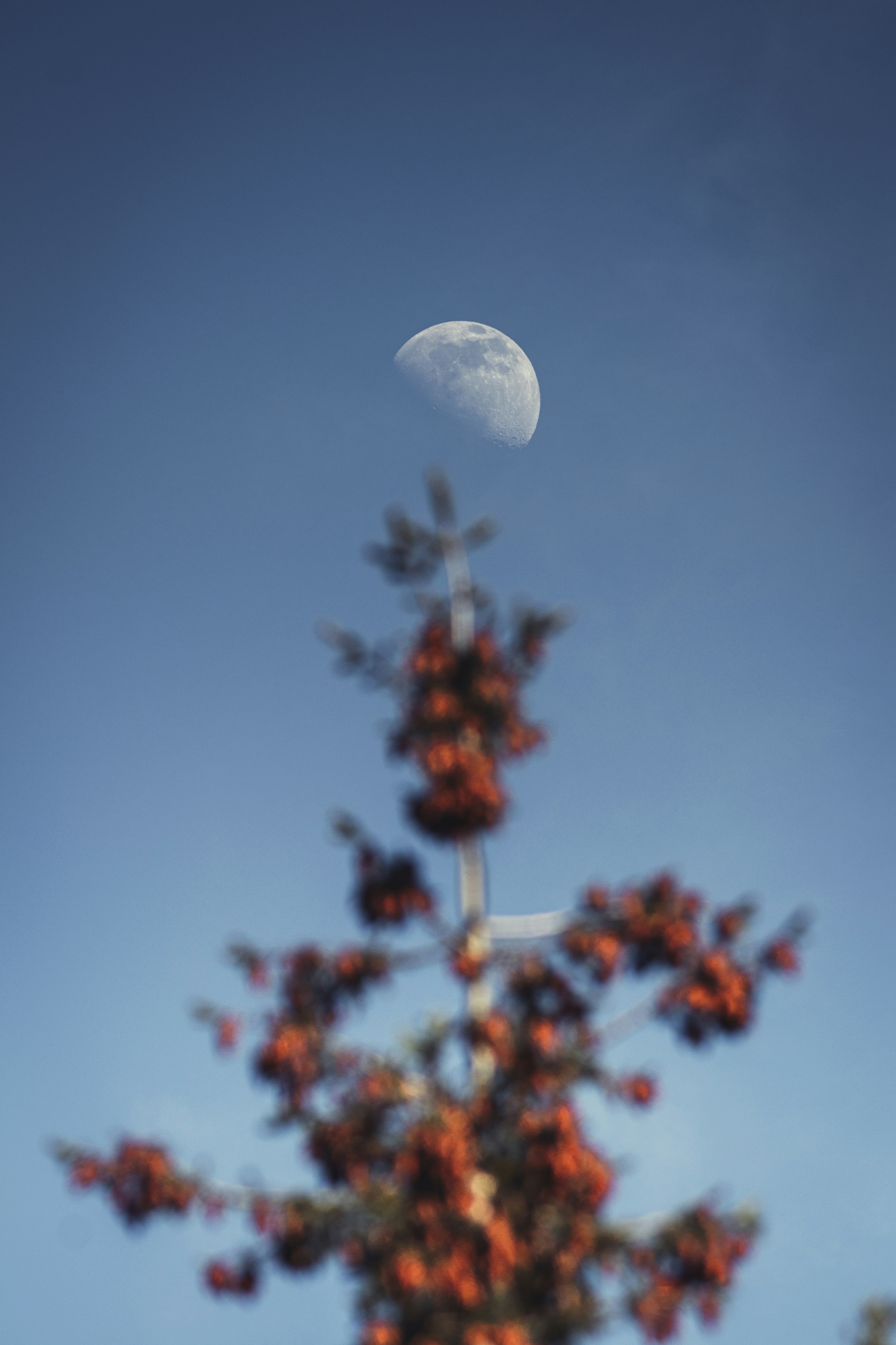 La lune est vue à travers les branches d’un arbre photo – Photo La ...