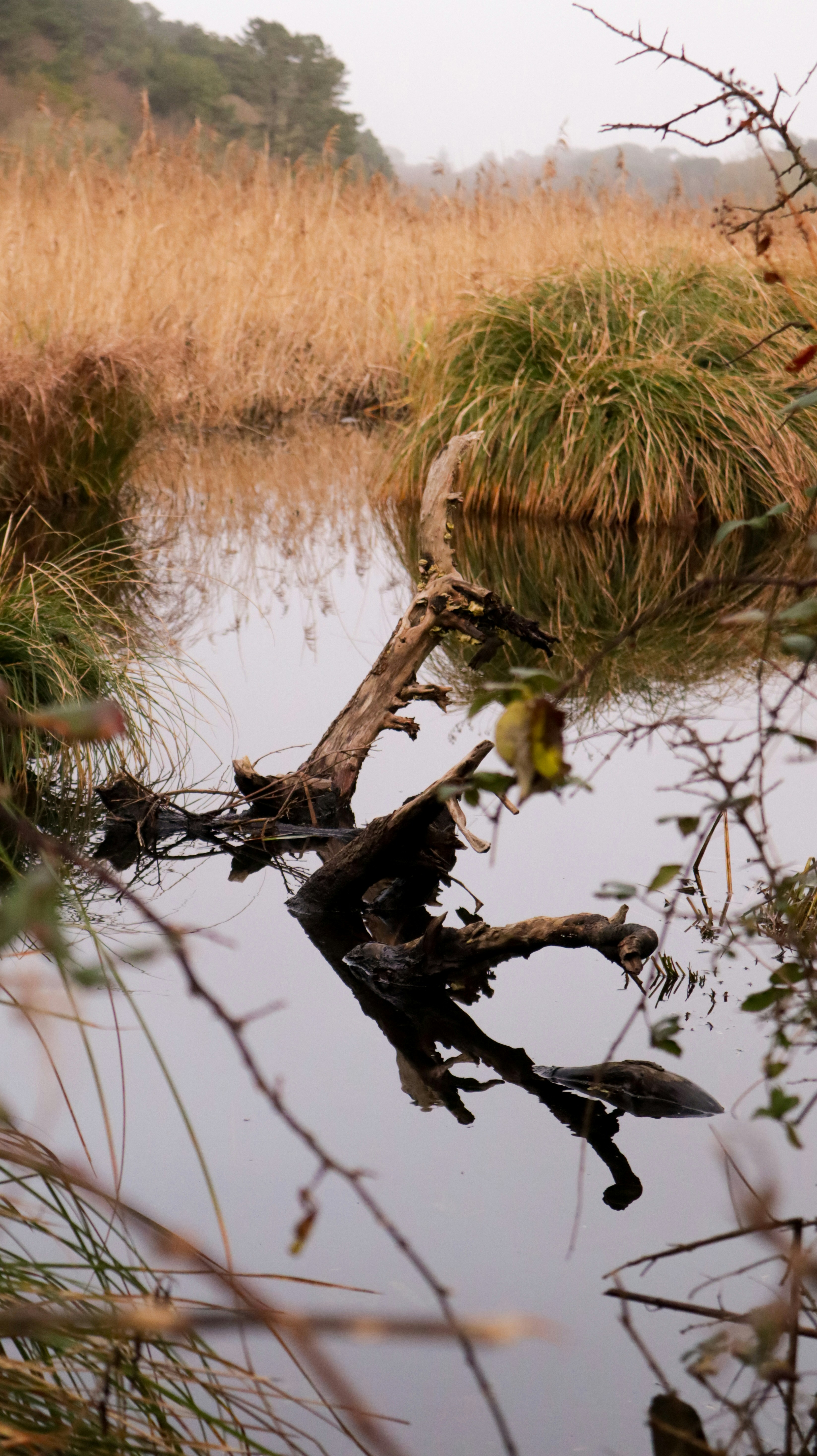 A fallen tree in a swampy area of water photo – Free Nature Image on ...