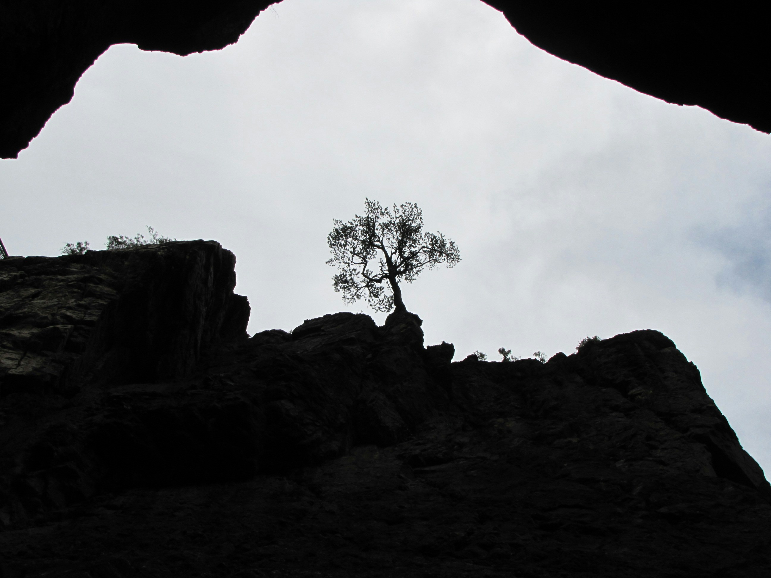 Silhouette of a solitary tree atop a rocky cliff, framed by dark cavern walls against a cloudy sky.