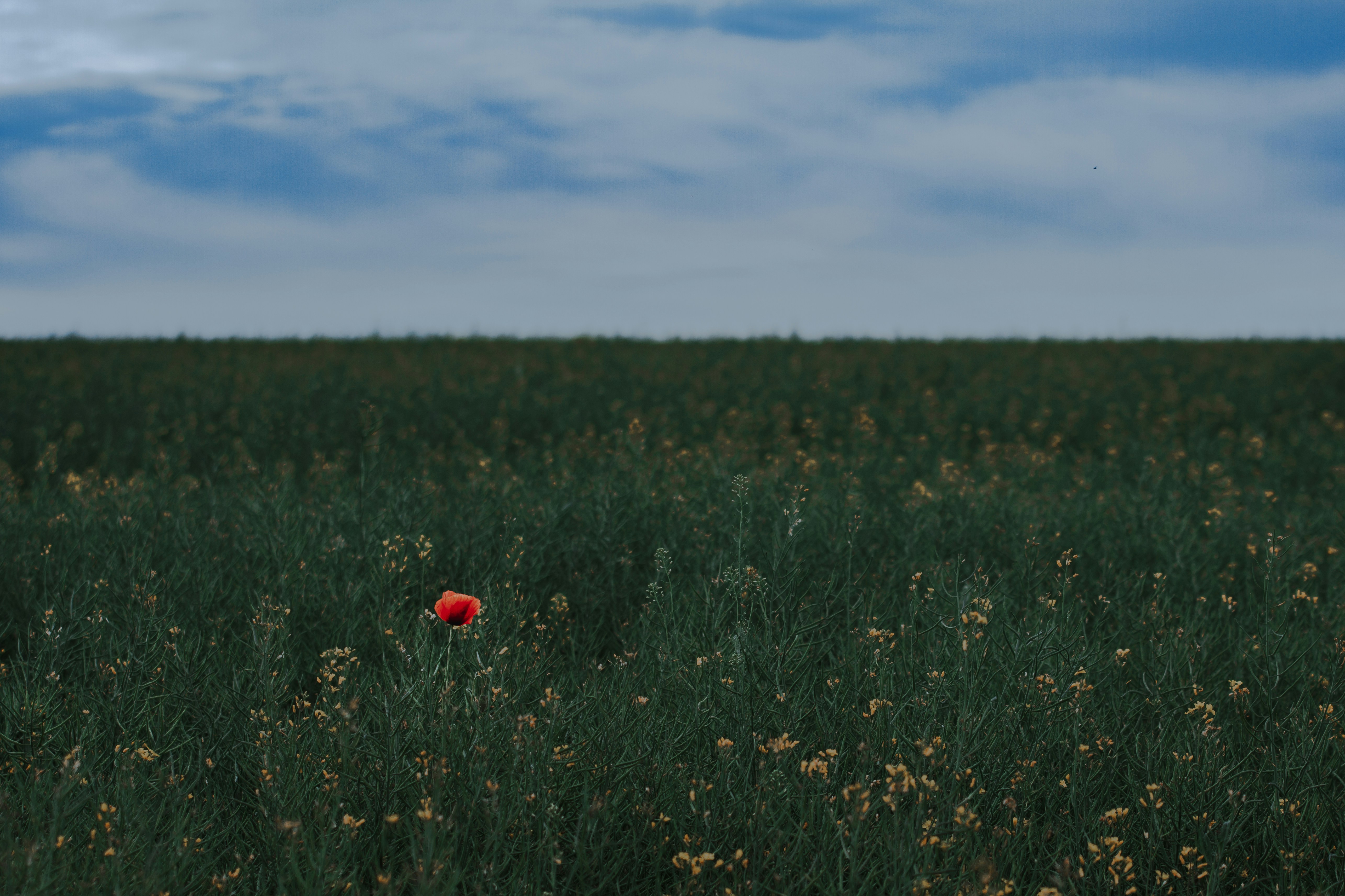 a field with a red ball in the middle of it