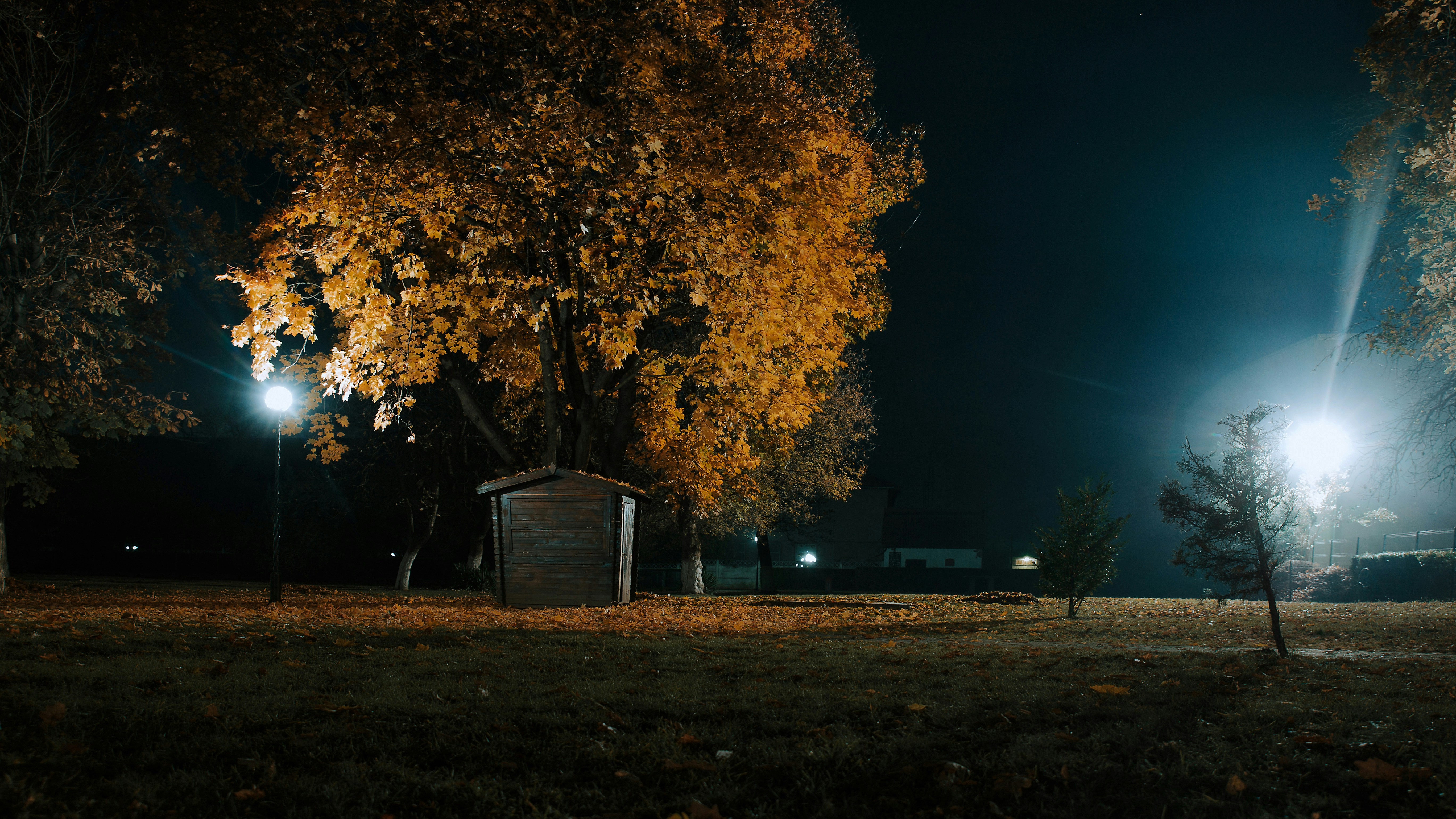 A night time scene of a tree and a shed photo – Free Nature Image on ...