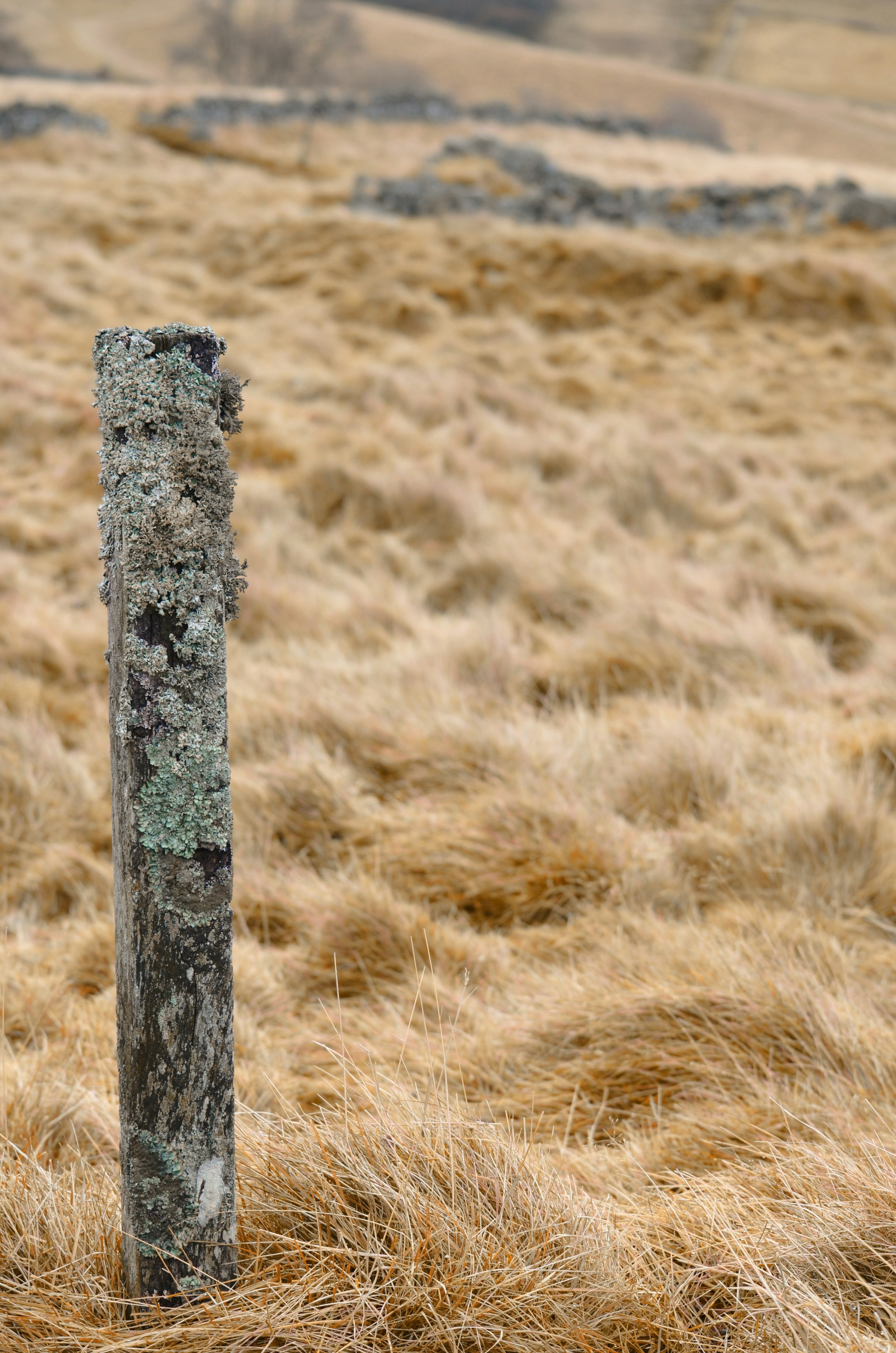 Lichen-Clad Post in a Golden Moor