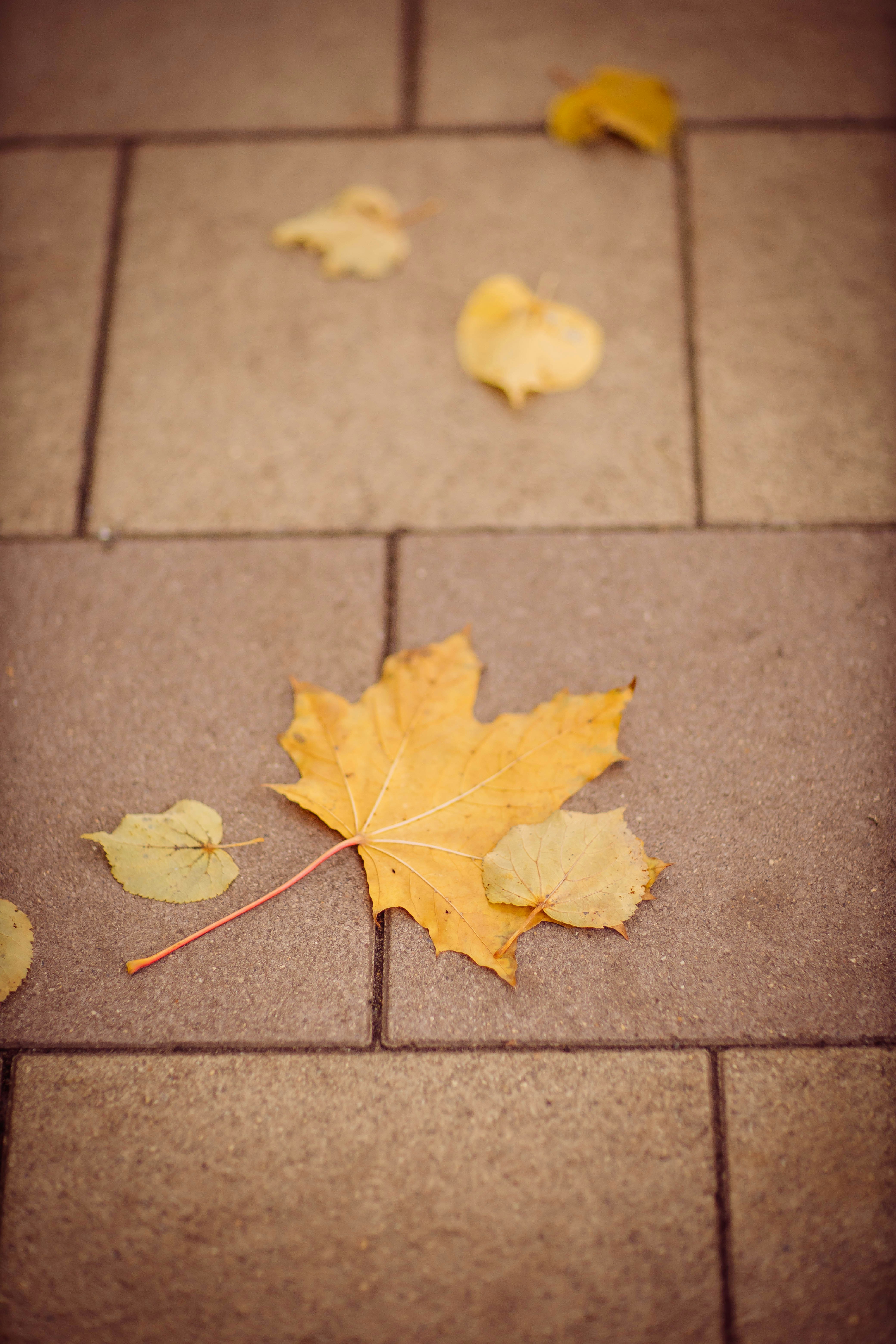 Amber Maple on a Tiled Stage: Autumn Geometry in Soft Focus