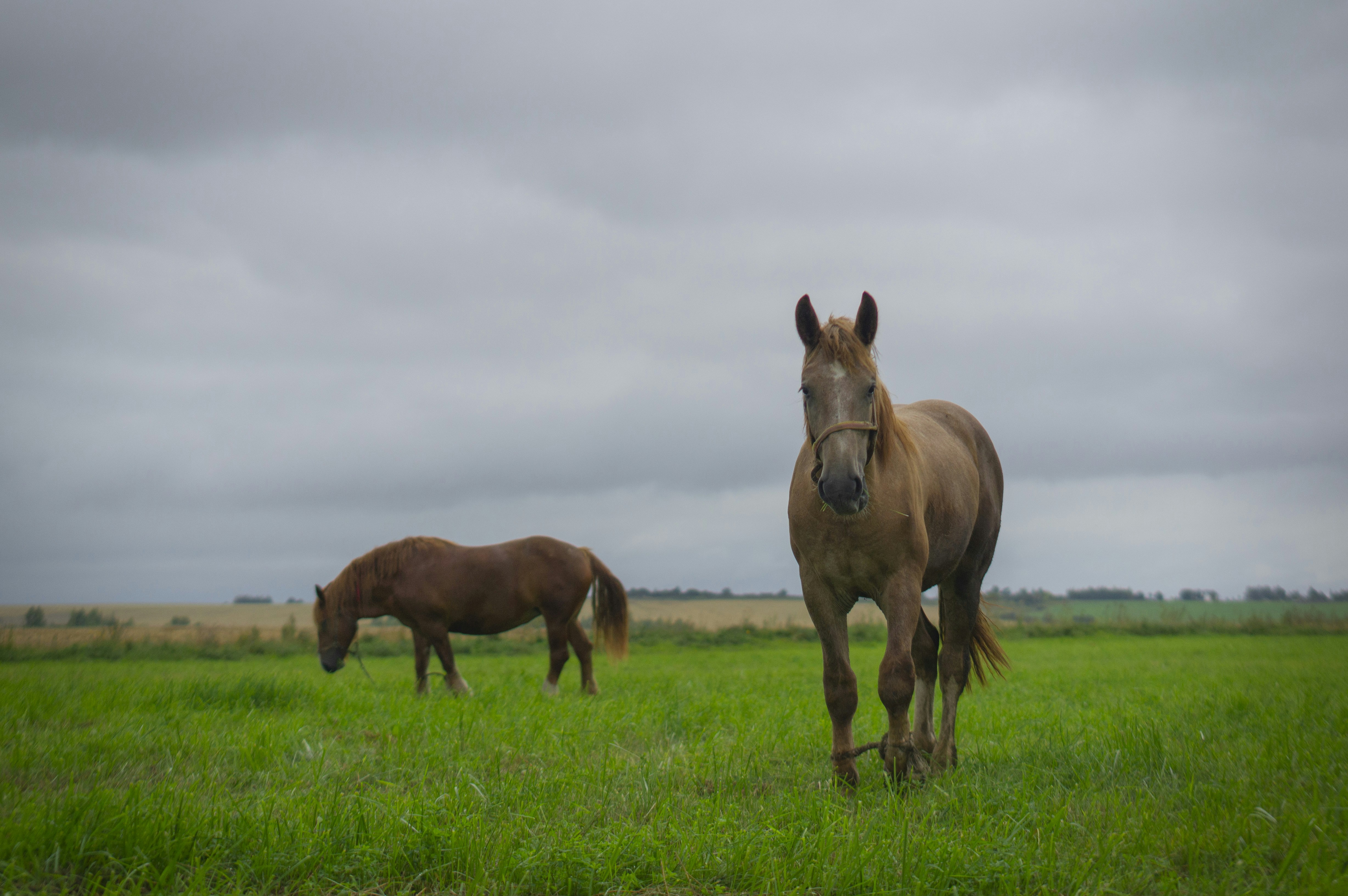 Front-Row in a Cloudy Pasture: A Brown Horse Faces the Camera While a Second Grazes
