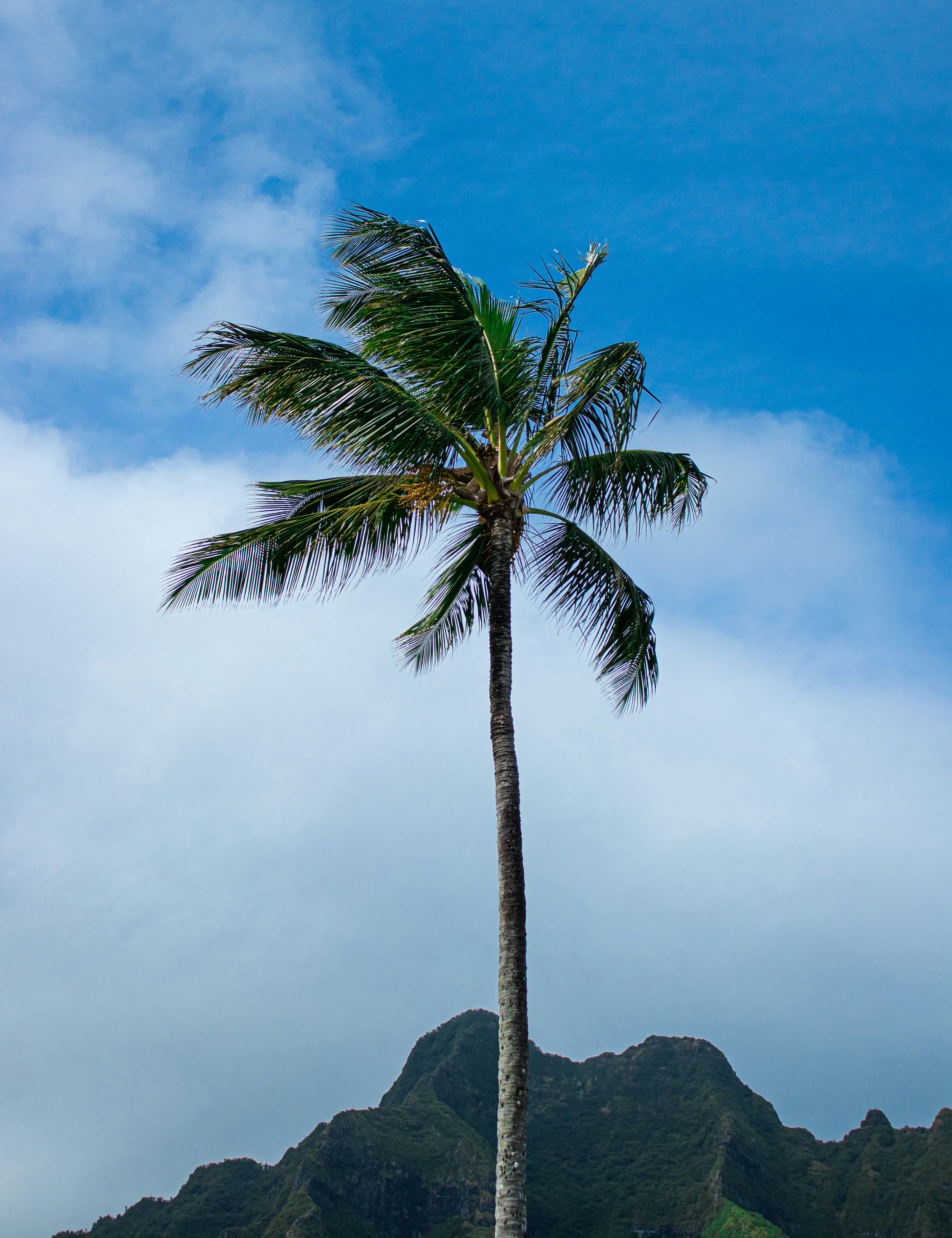 Palm Crown in a Cerulean Sky: Wind-Swept Solitude