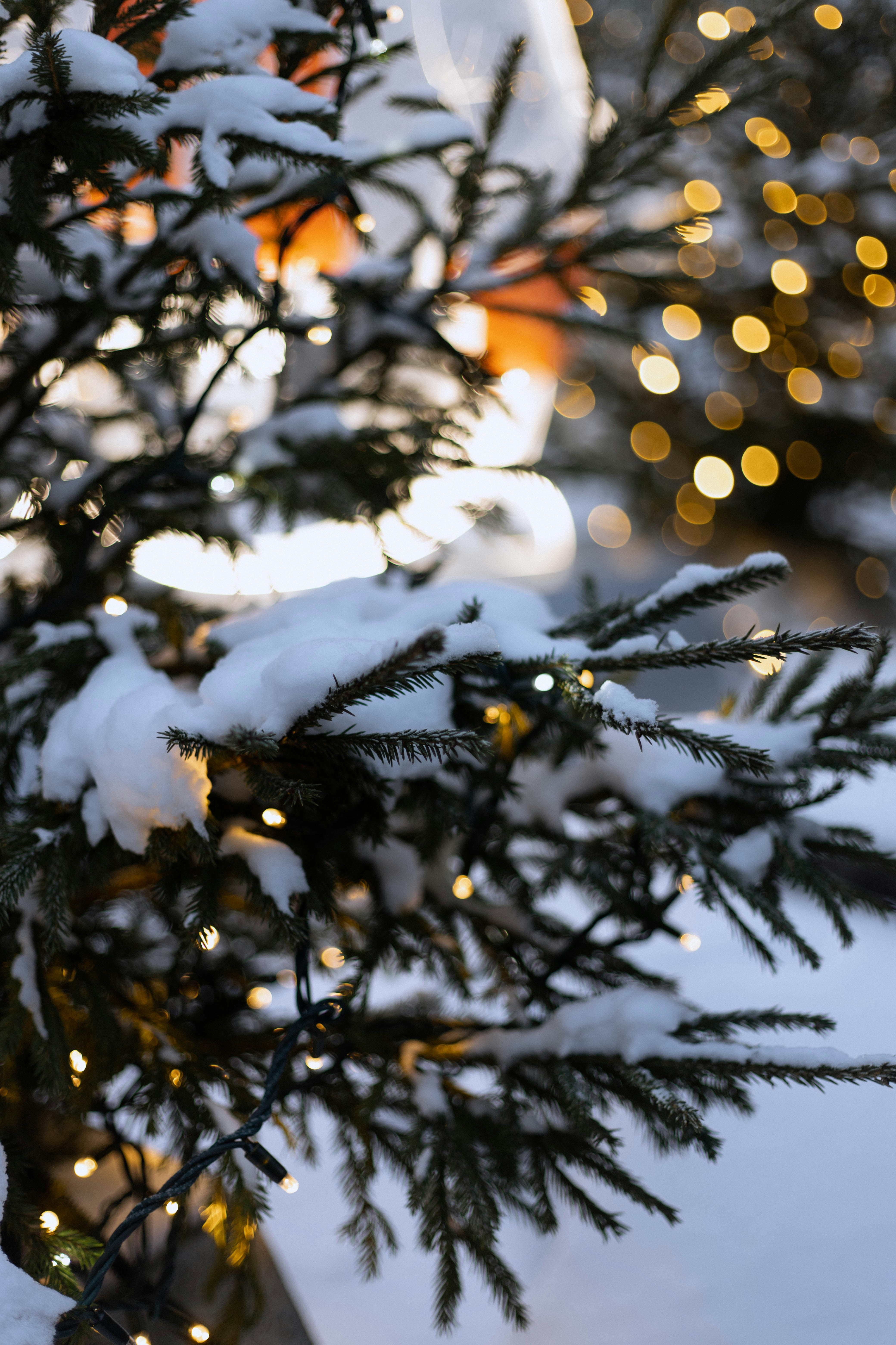 A close up of a christmas tree with lights in the background photo ...