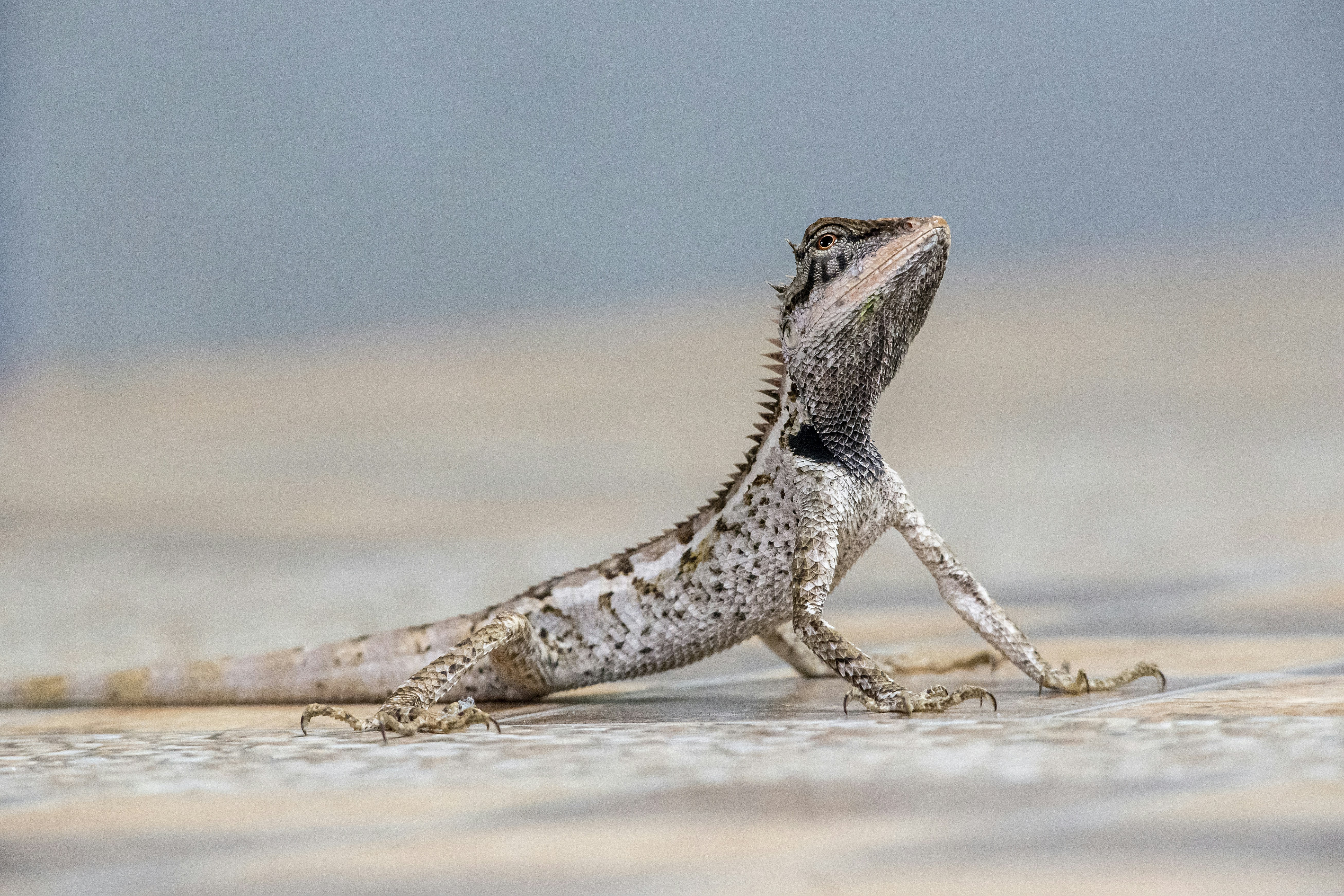 A lizard sitting on its back legs on the ground photo – Free Ao nang ...