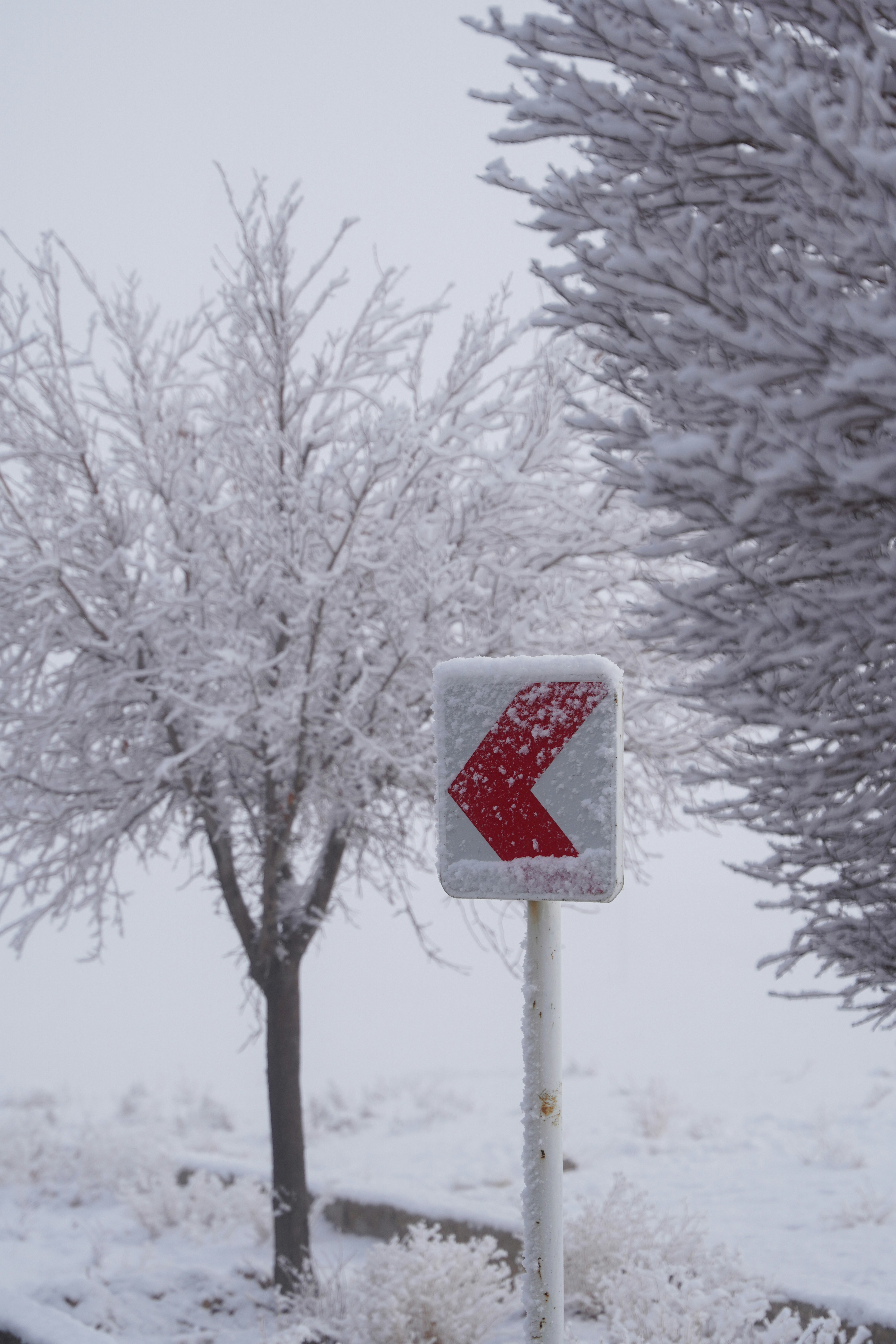 A red and white street sign sitting next to a tree photo – Free Nature ...