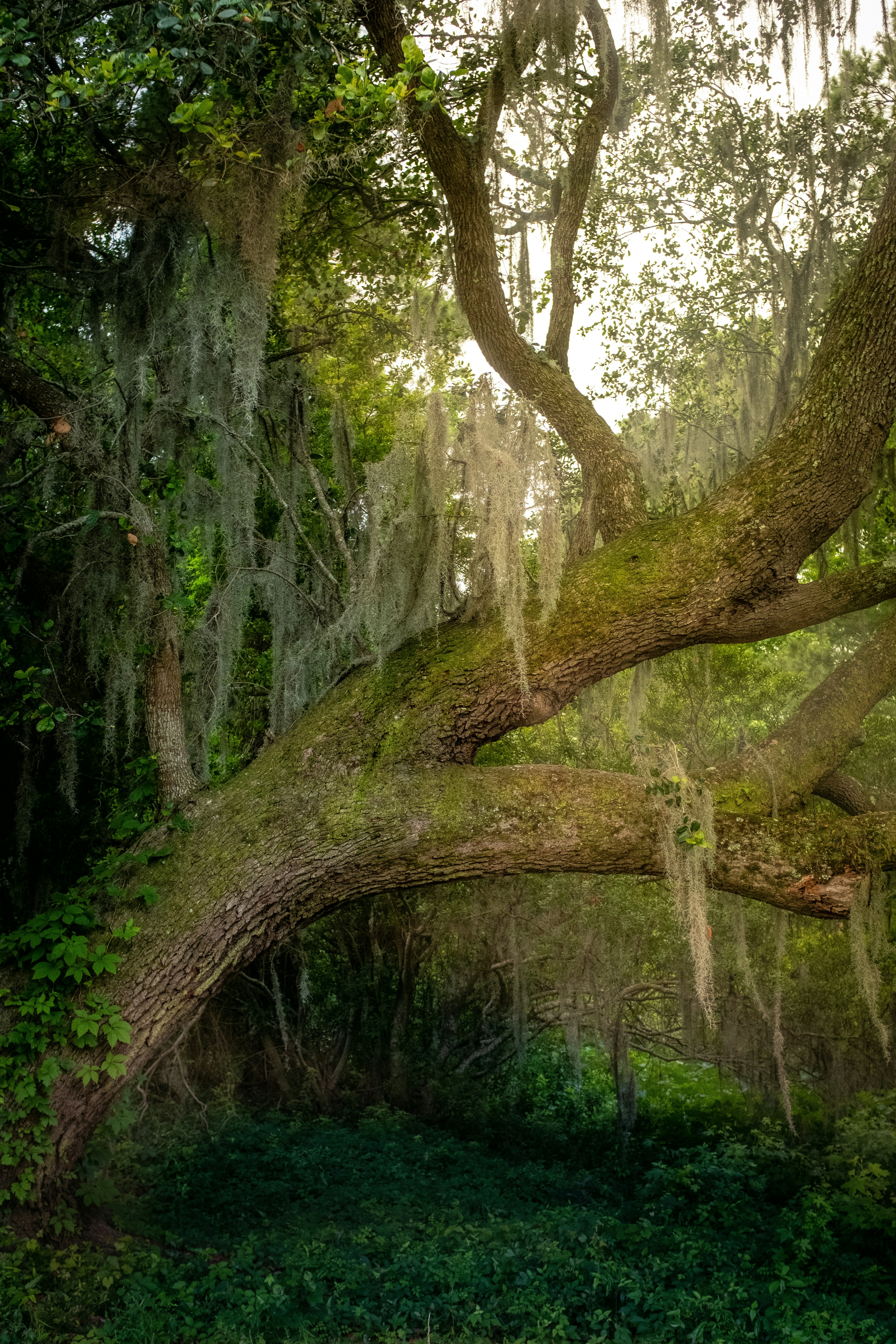 Sunlit Convergence under a Moss-Draped Gnarled Arch