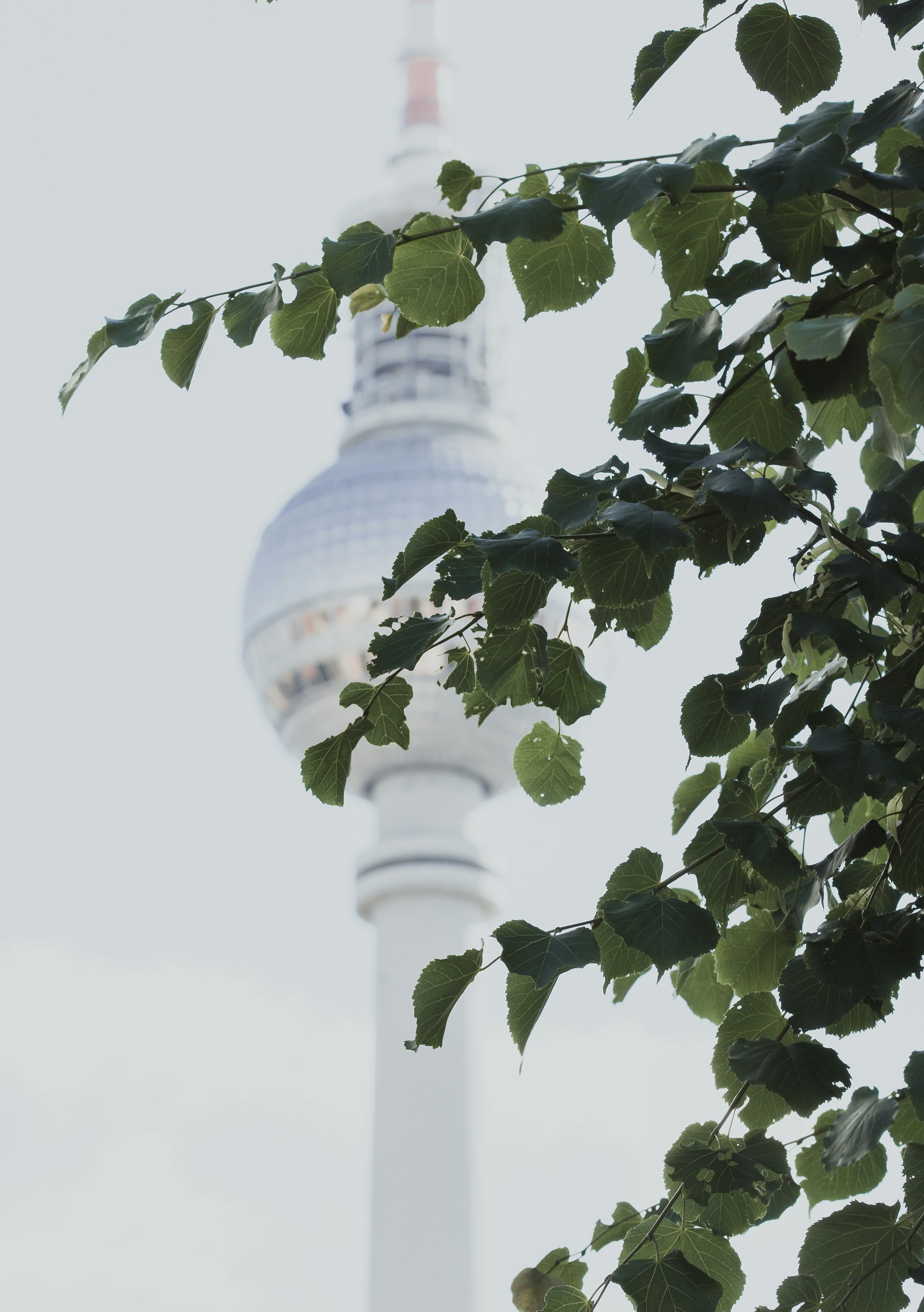 A close-up view of vibrant green leaves framing the iconic Berlin TV Tower, partially obscured in the background.