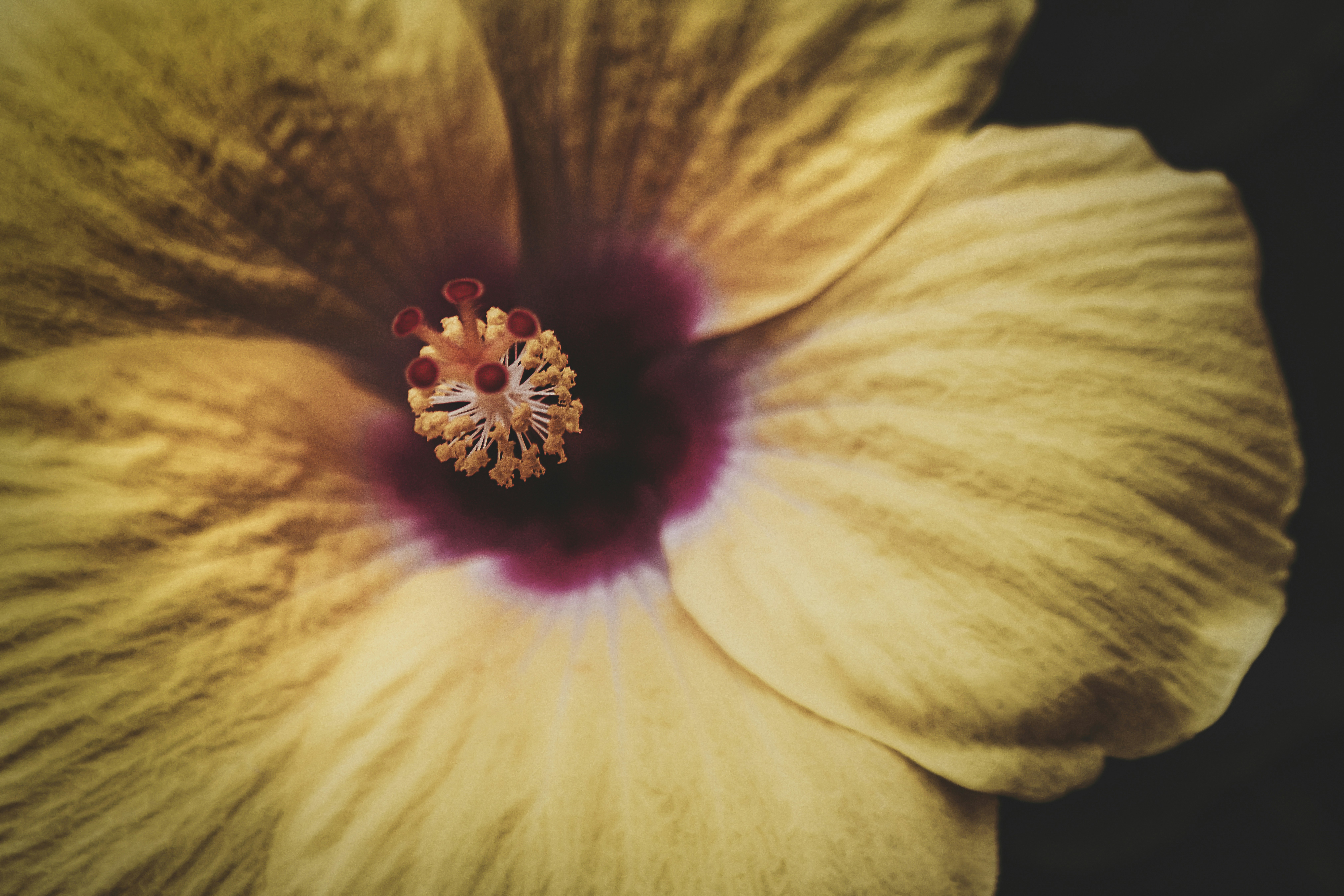 Nature's Golden Blossom