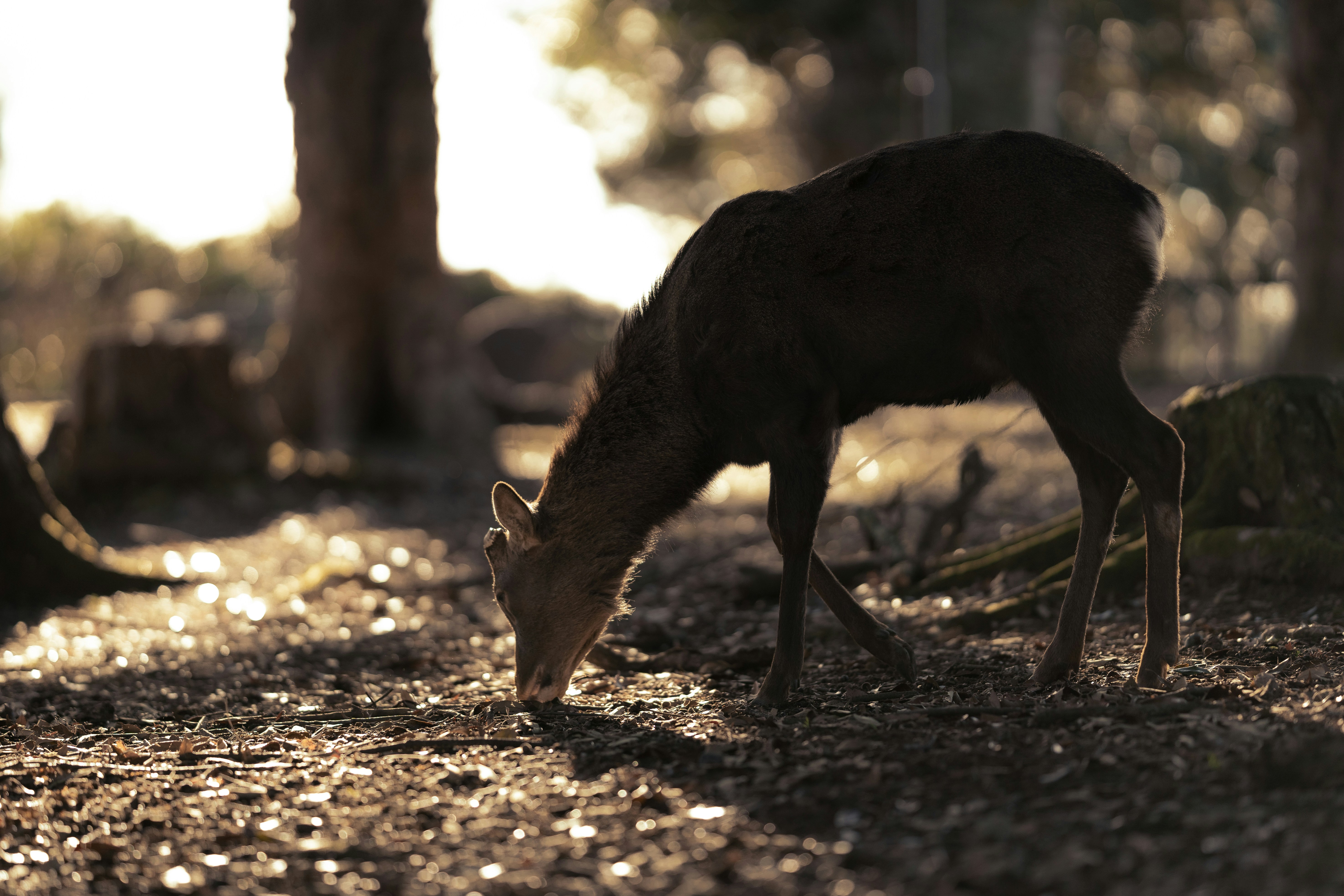 Backlit Fallow Deer in Dappled Woodland