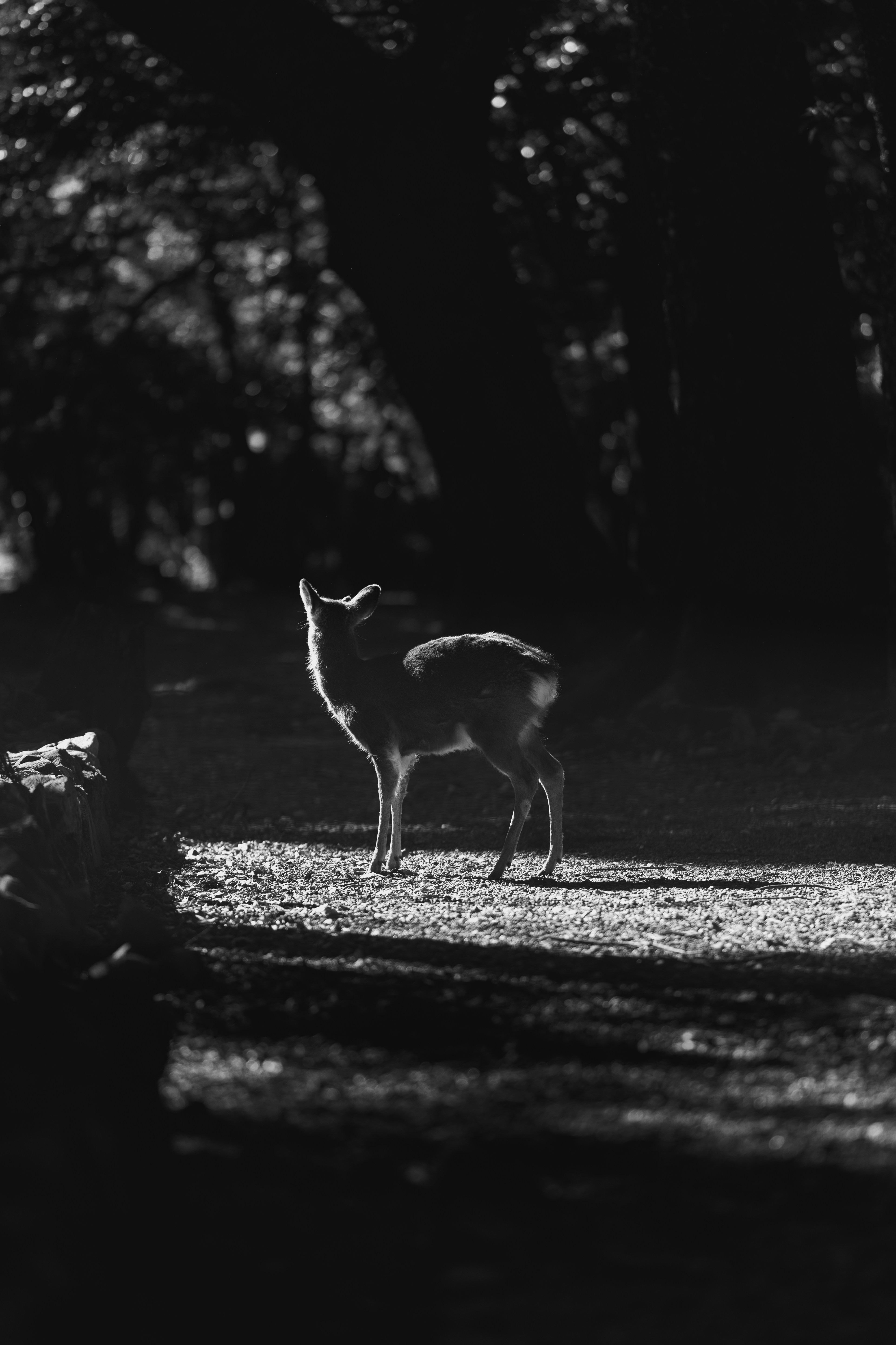 a black and white photo of a deer