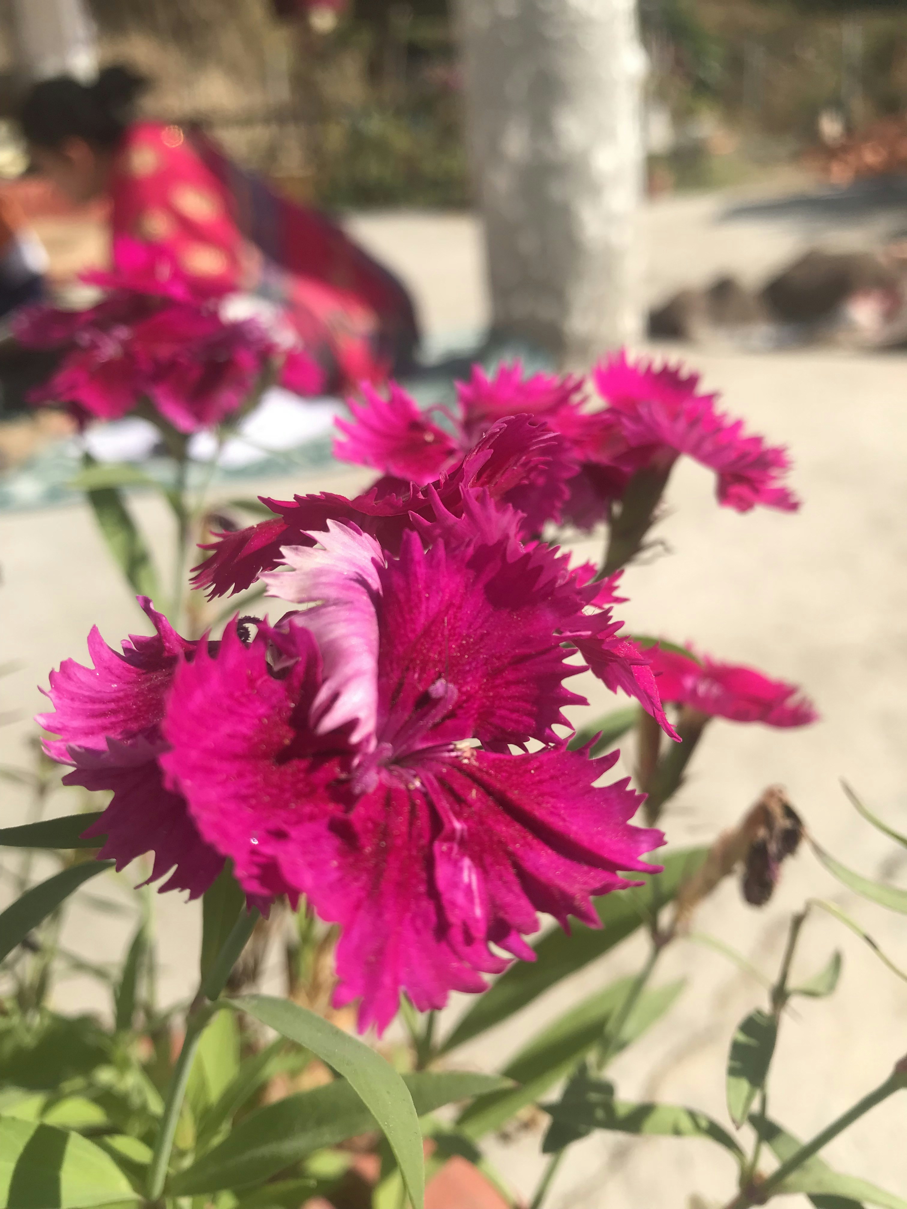 Vivid magenta carnations in sharp foreground against a sunlit, softly blurred courtyard