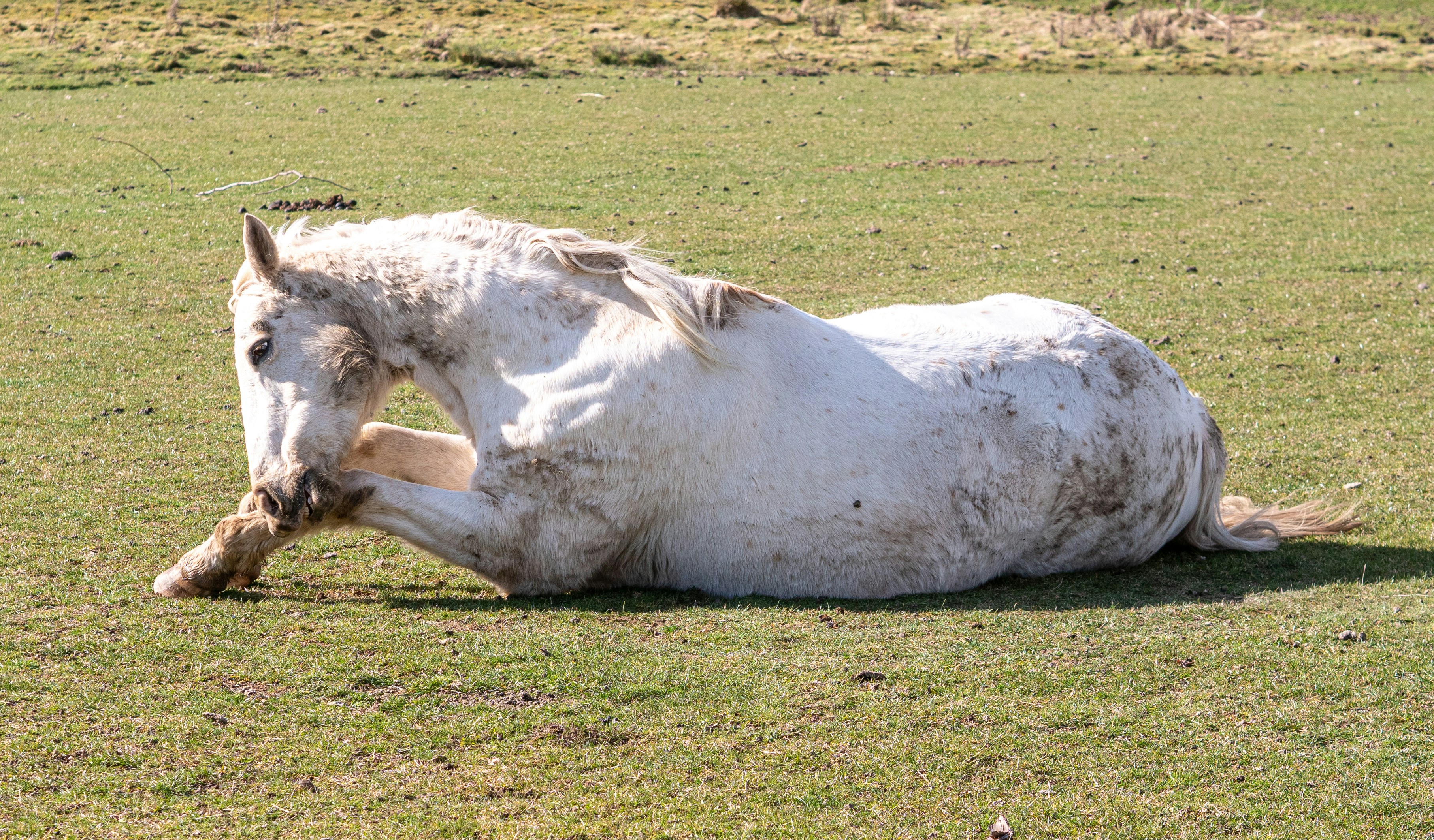 A white horse laying on its back in a field photo – Free Central otago ...