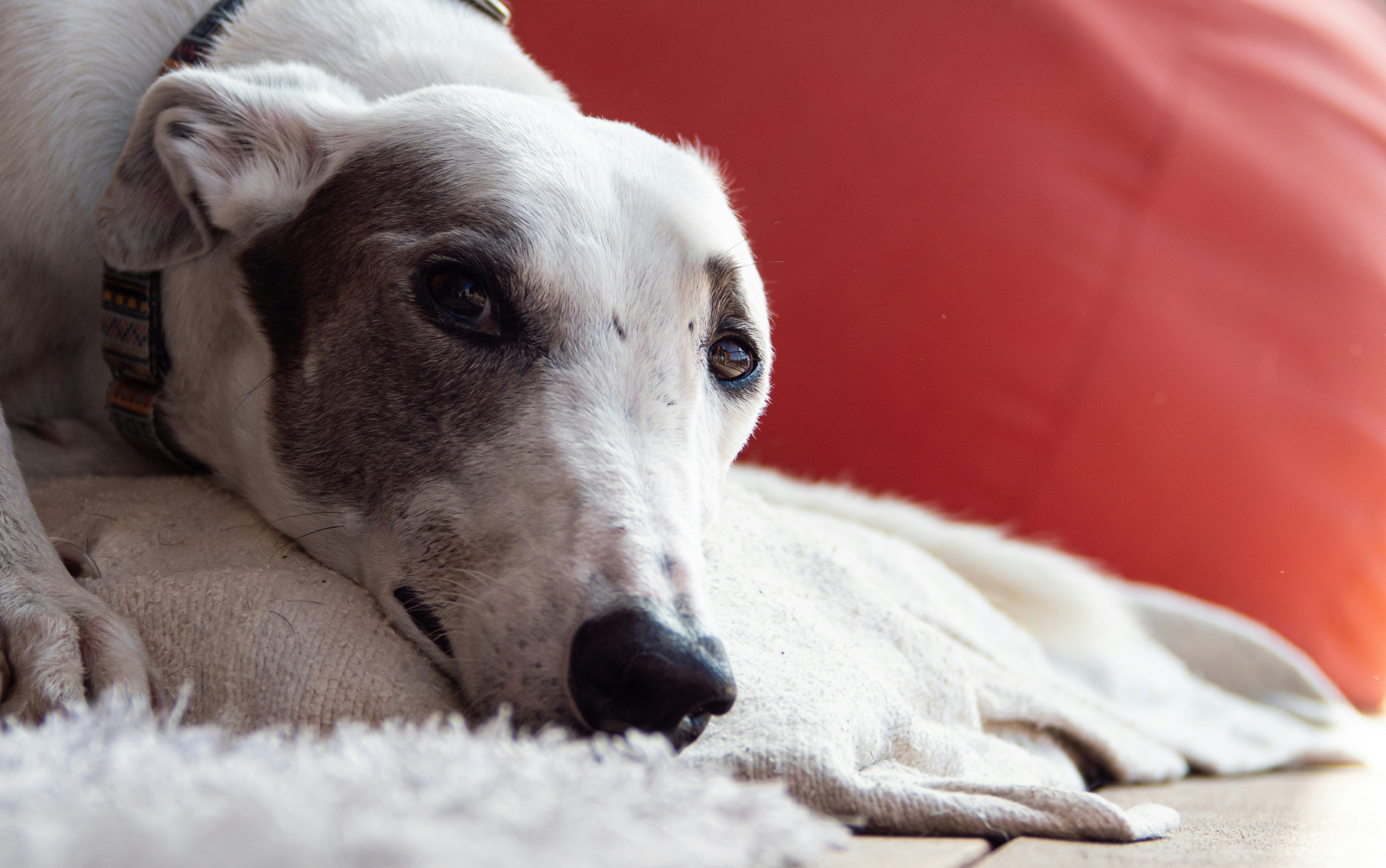 A close up of a dog laying on a rug photo – Free Greyhound Image on ...