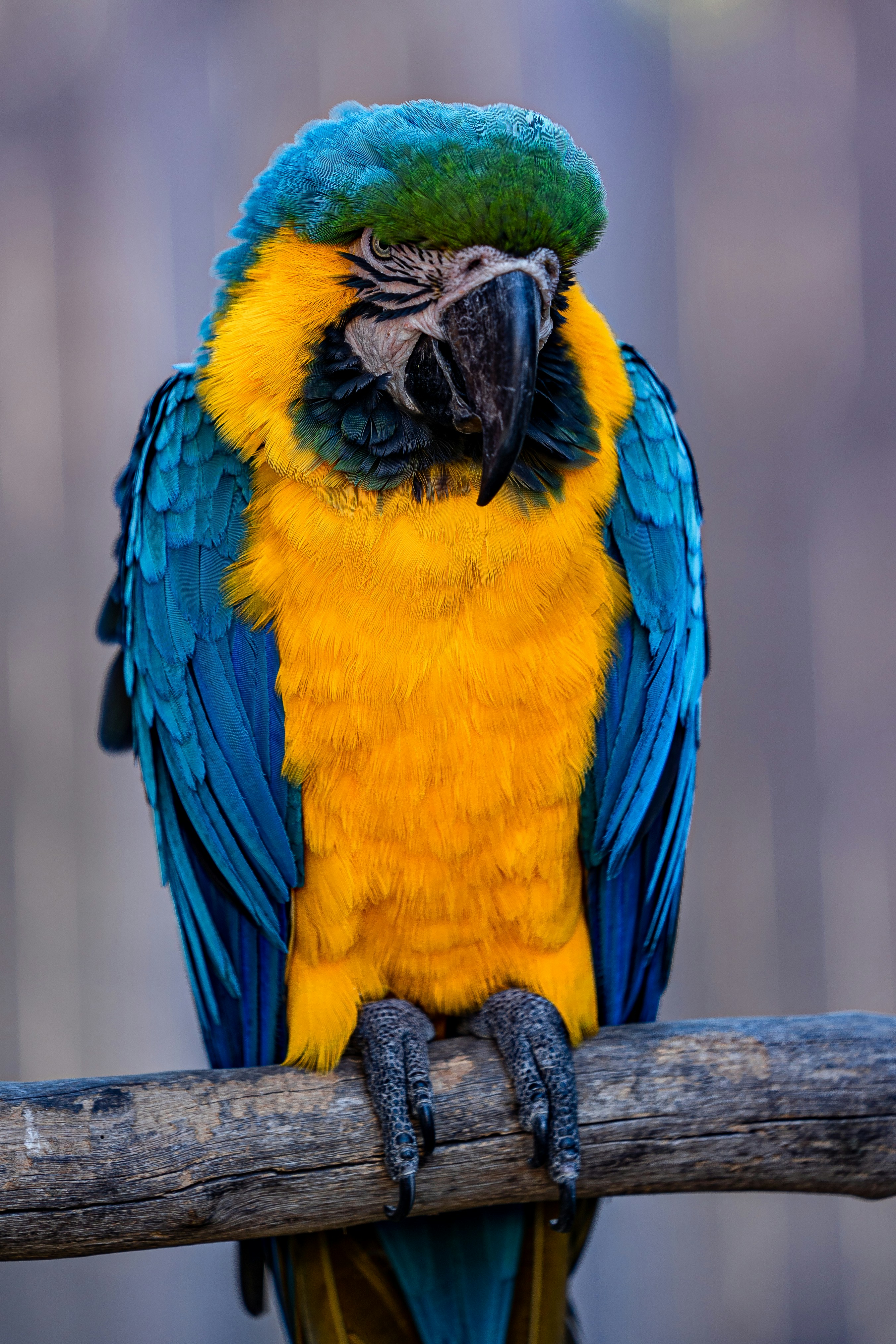 A blue and yellow parrot sitting on a branch photo – Free Animal Image ...