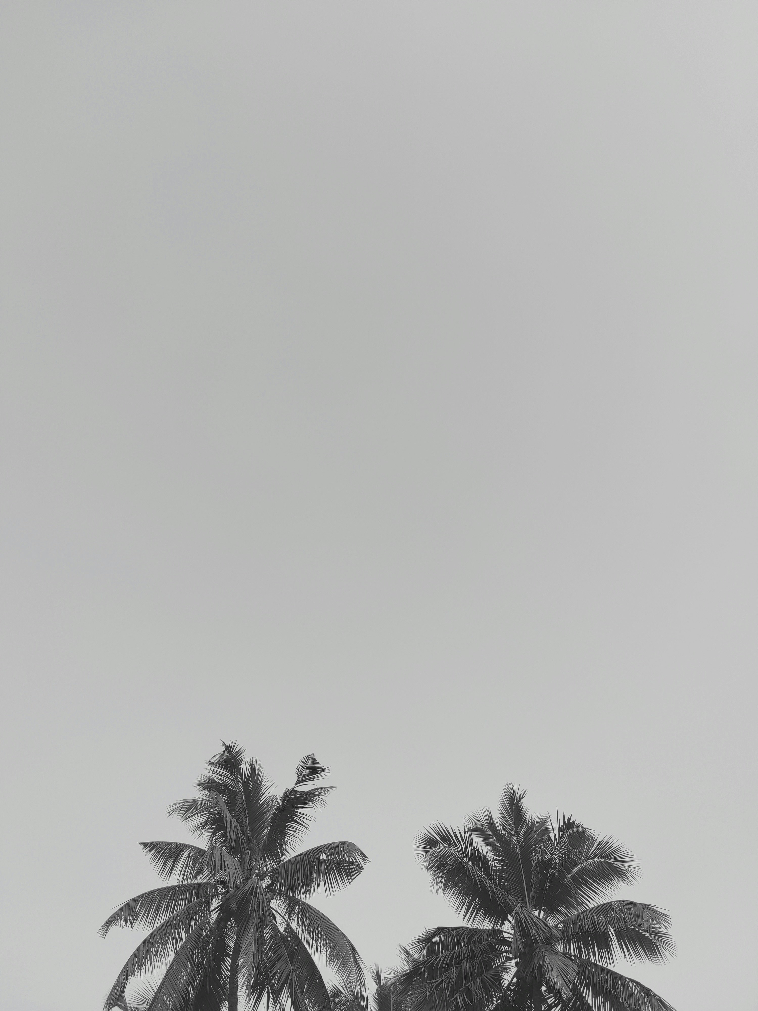 Palm fronds silhouetted against a pale overcast sky.