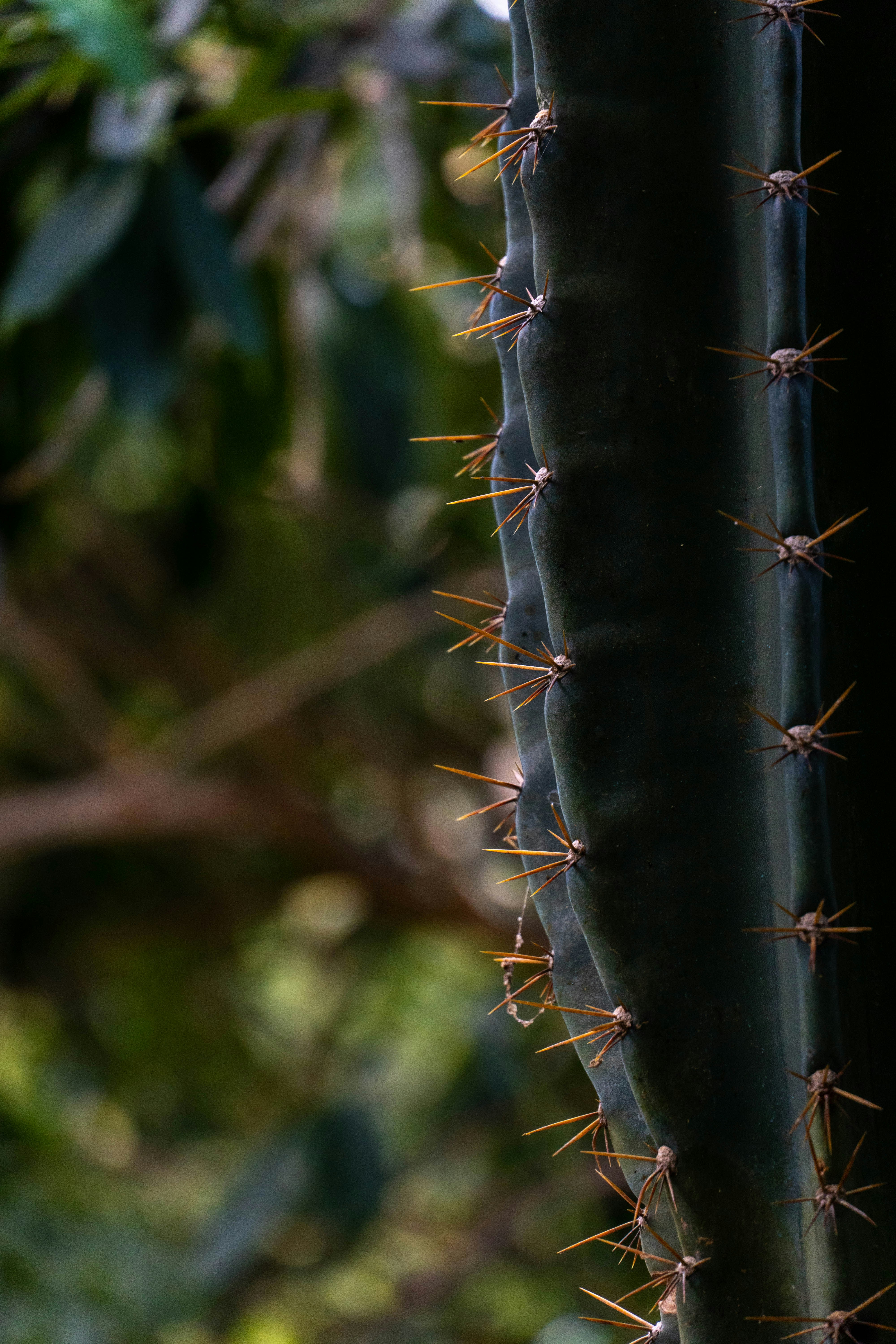 A close up of a large cactus plant photo – Free Plant Image on Unsplash