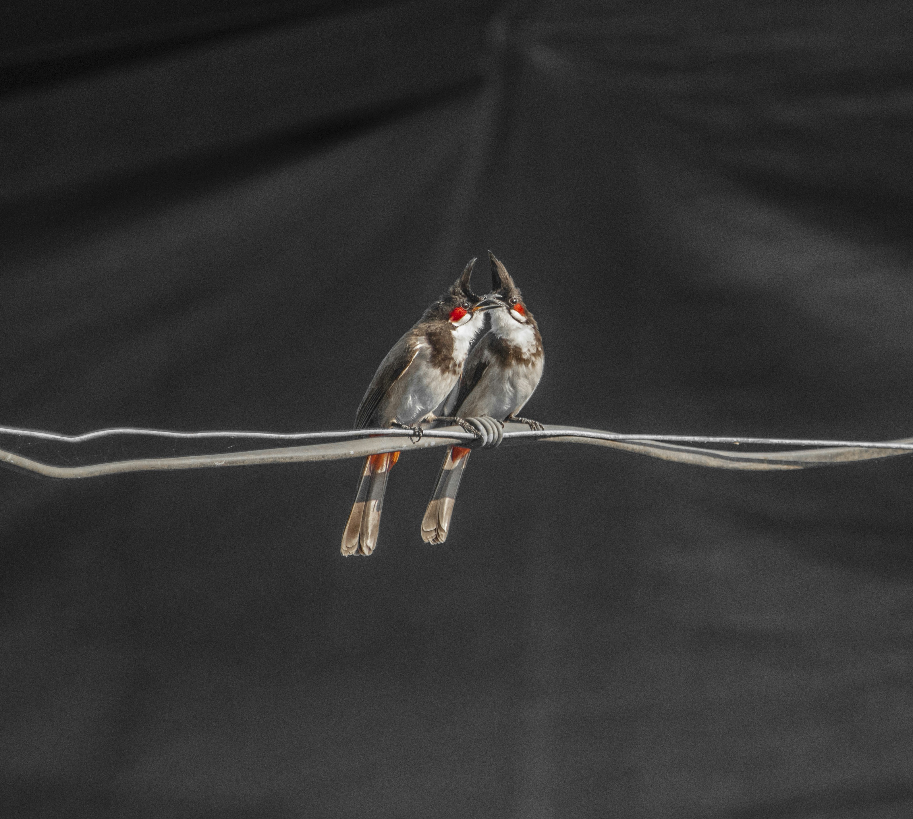 a couple of birds sitting on top of a wire