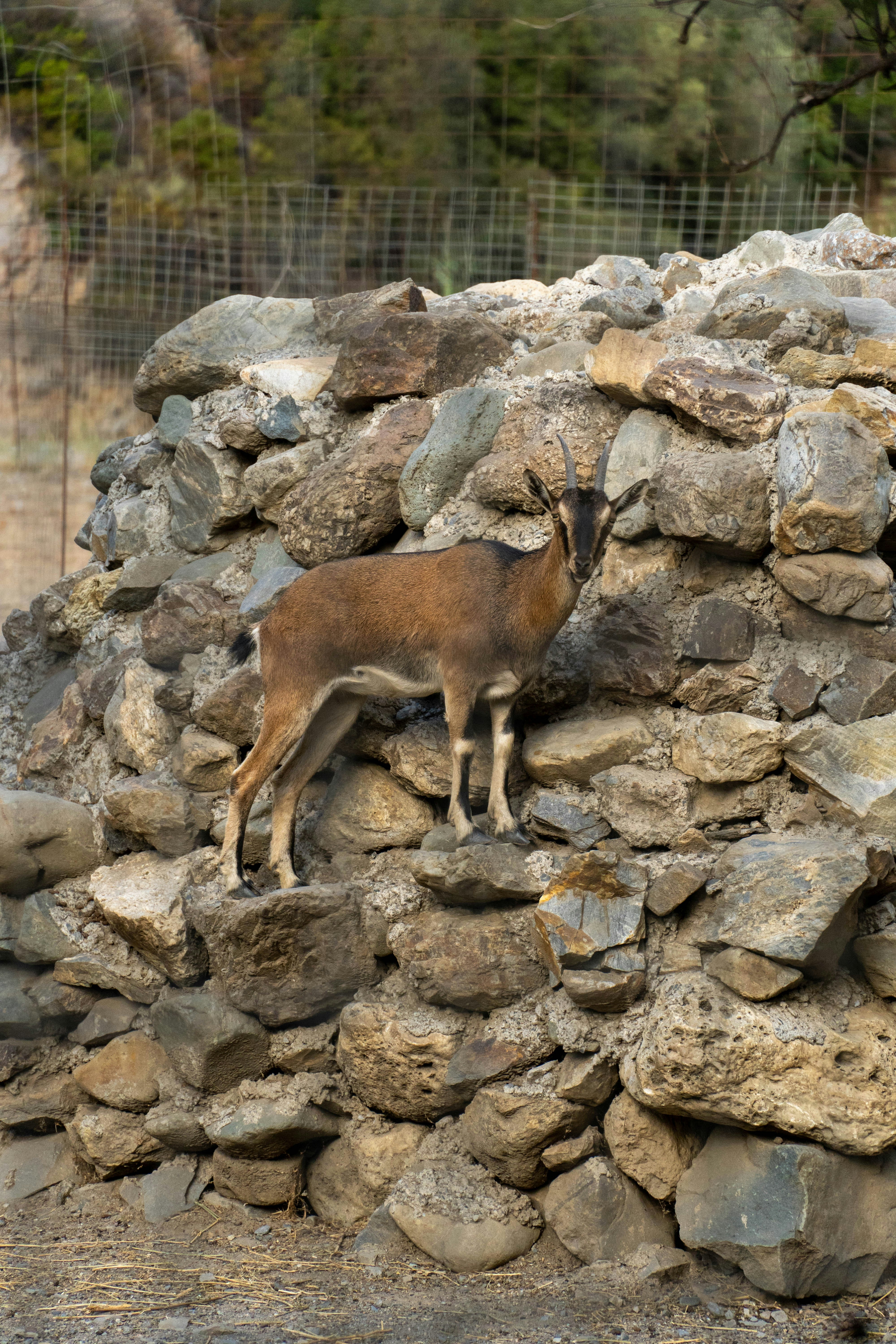 a goat standing on a pile of rocks