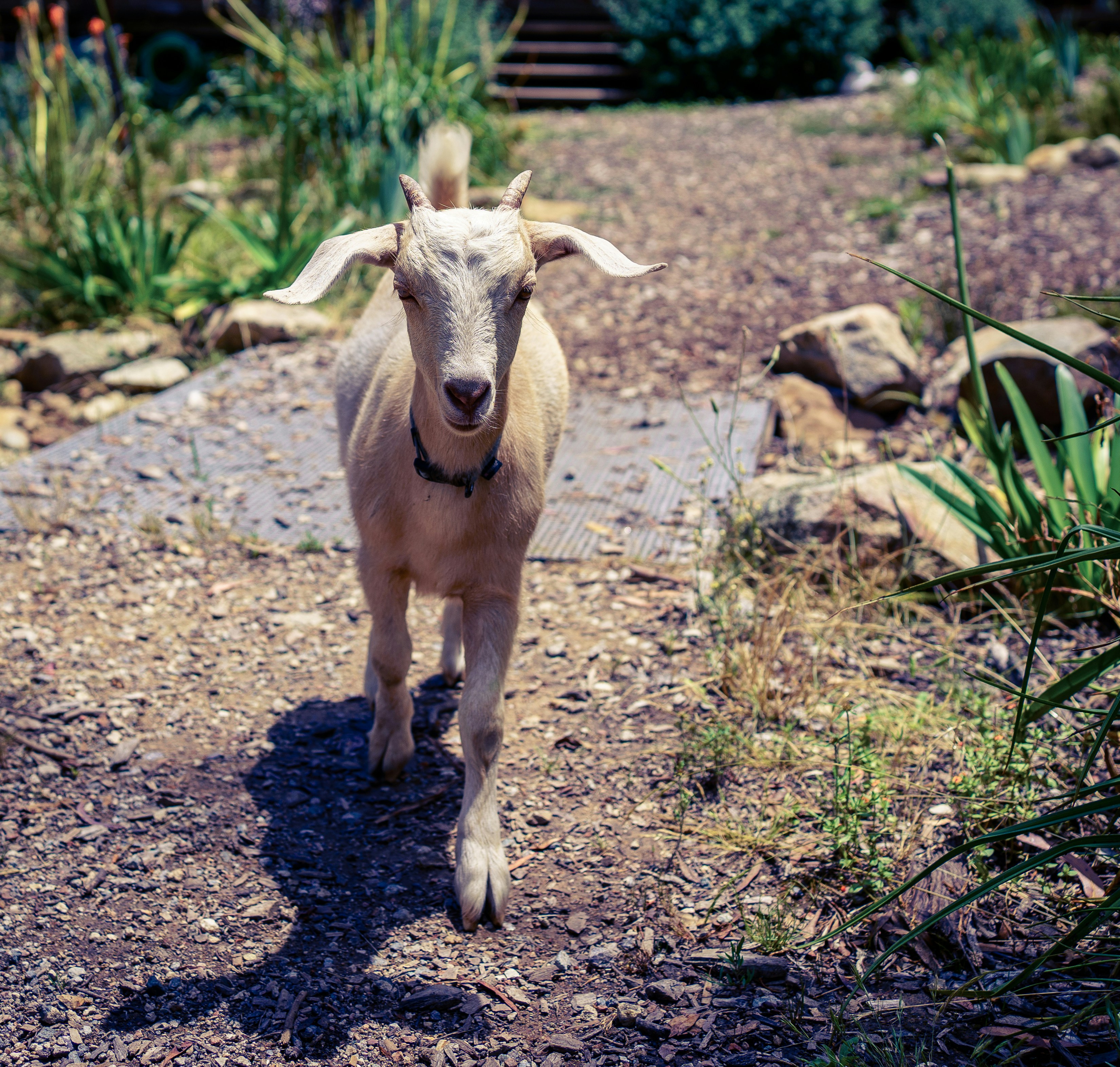 a small goat walking on a dirt path