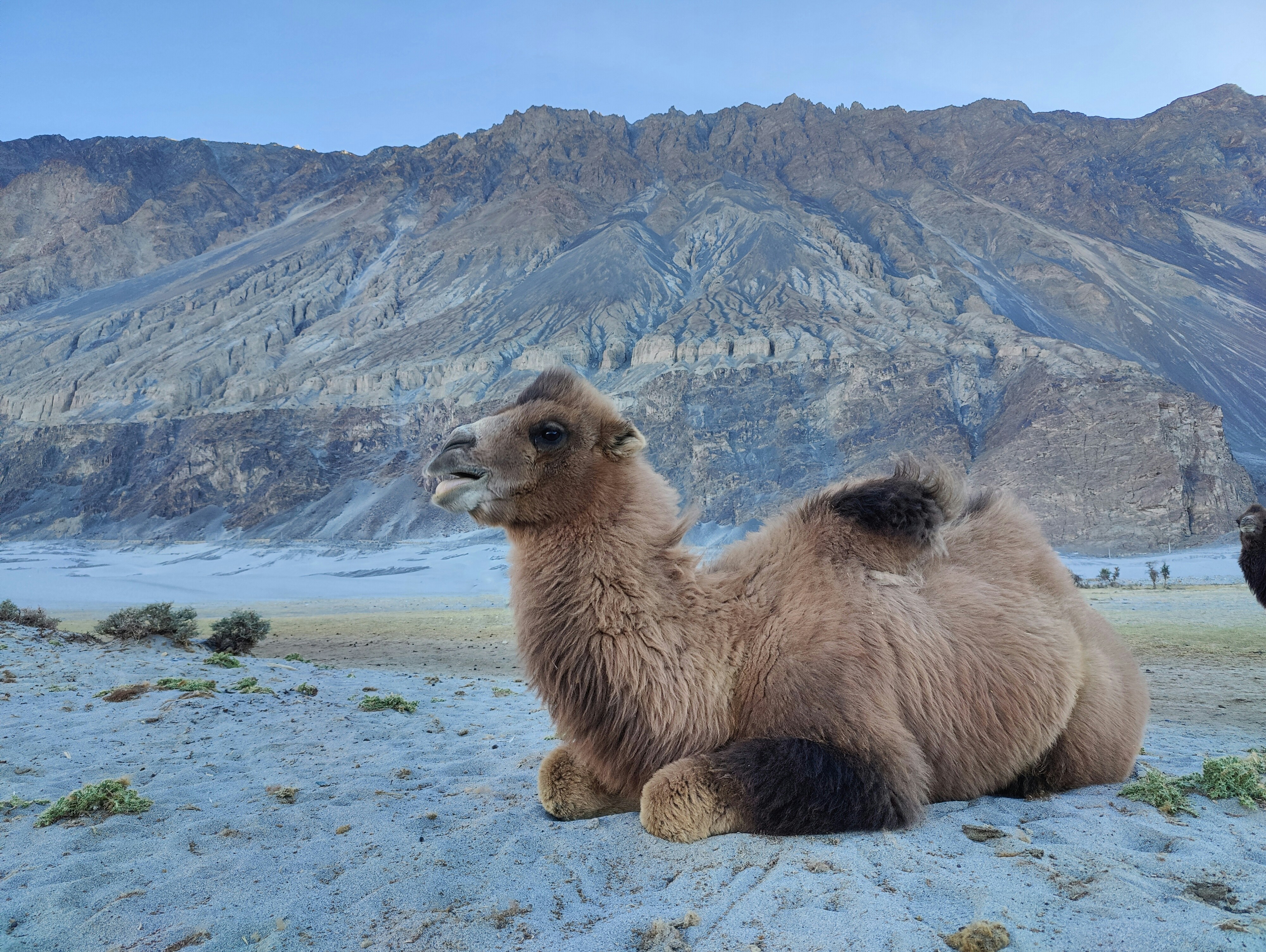 A camel sitting in the desert with mountains in the background photo ...