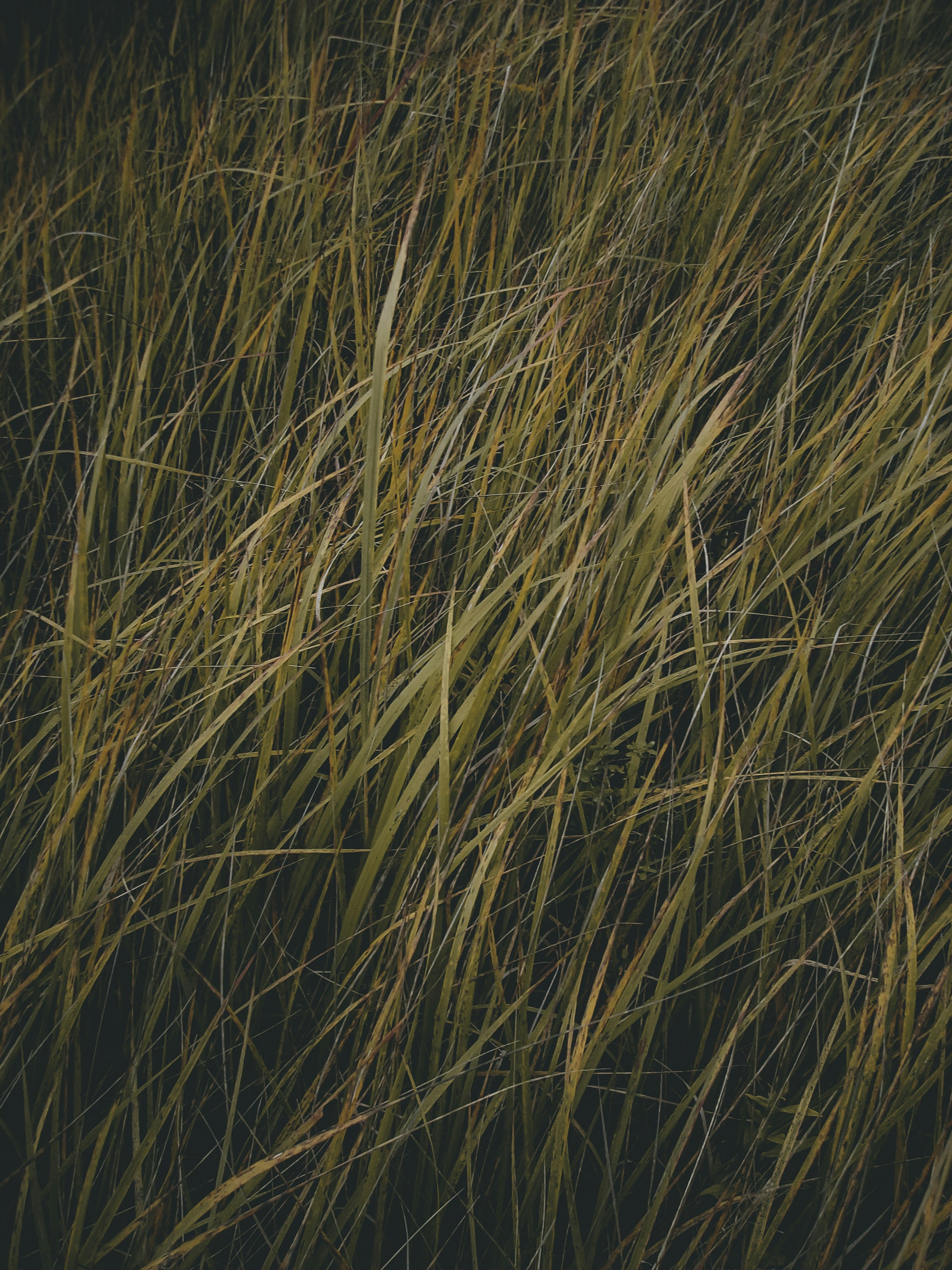 Close-up view of tall grass swaying gently in the breeze, showcasing a rich palette of greens and browns. The intricate details of the blades create a natural texture.