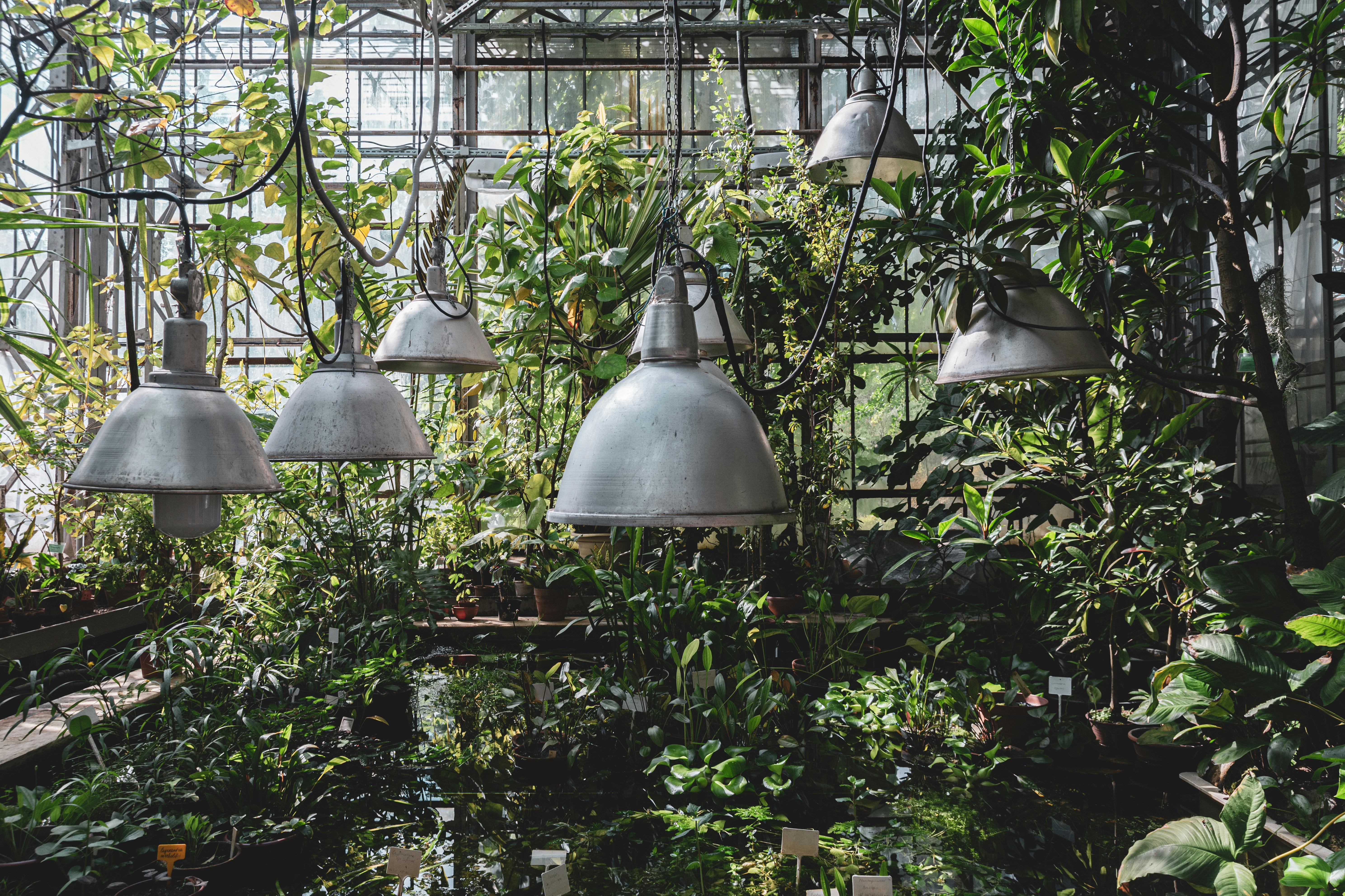 Industrial-style lamps hang above lush greenery in a greenhouse, creating a harmonious blend of nature and design.