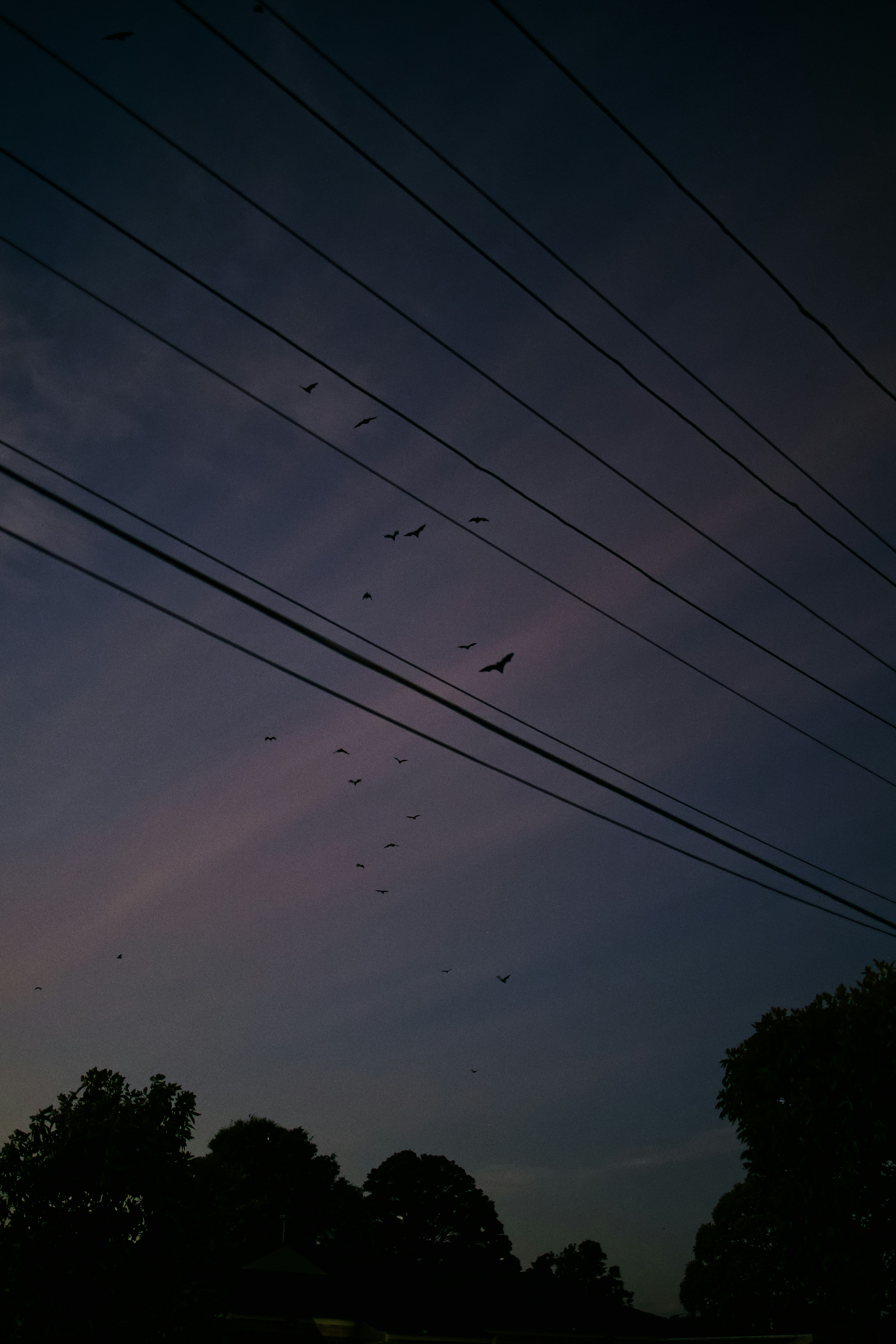 A flock of birds silhouetted against a twilight sky, flying above power lines as the day transitions to night.