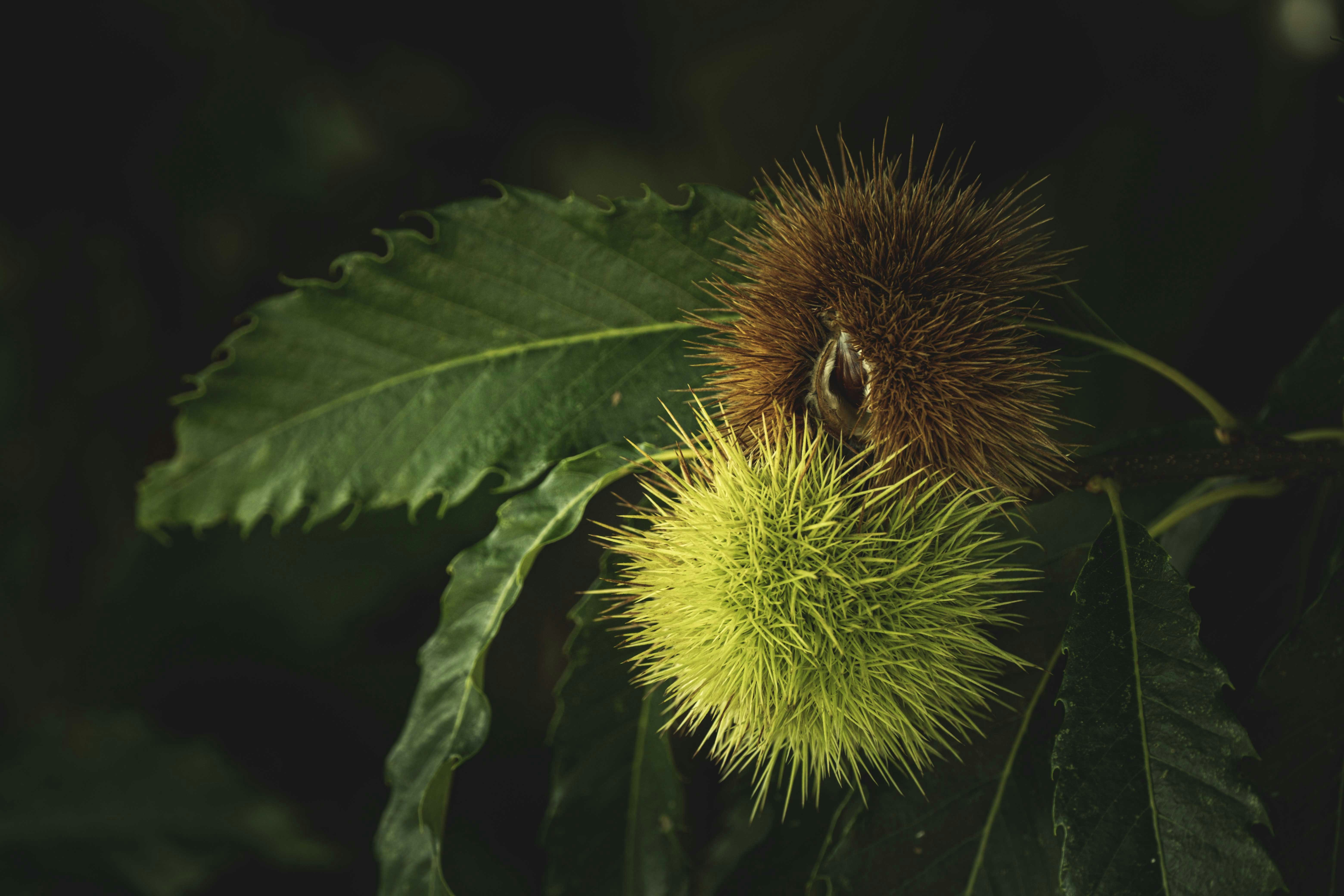 A close up of a tree with a bunch of leaves photo – Free Plant Image on ...