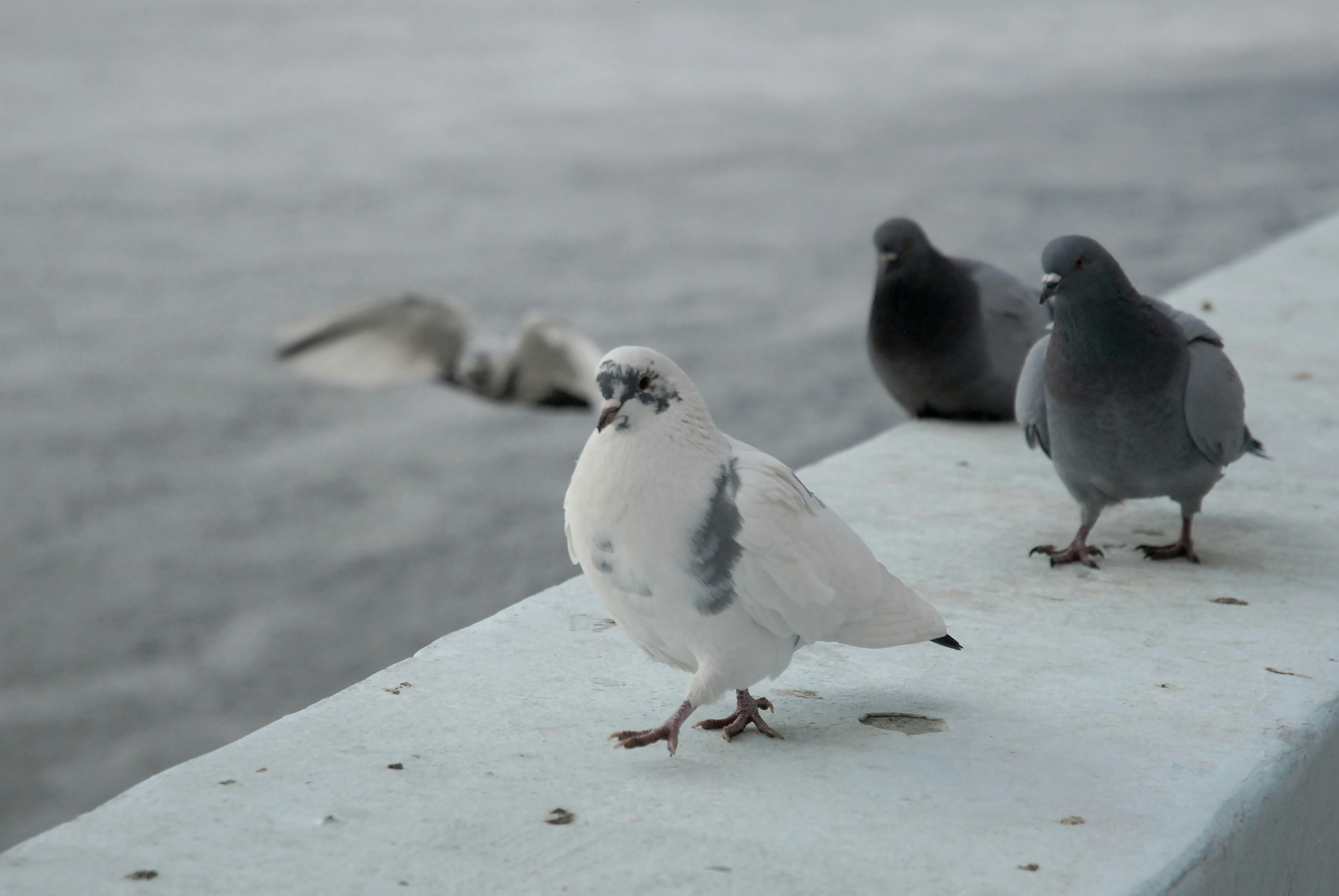 A white pigeon stands prominently on a ledge, flanked by two darker pigeons, with a blurred background of a serene water surface.