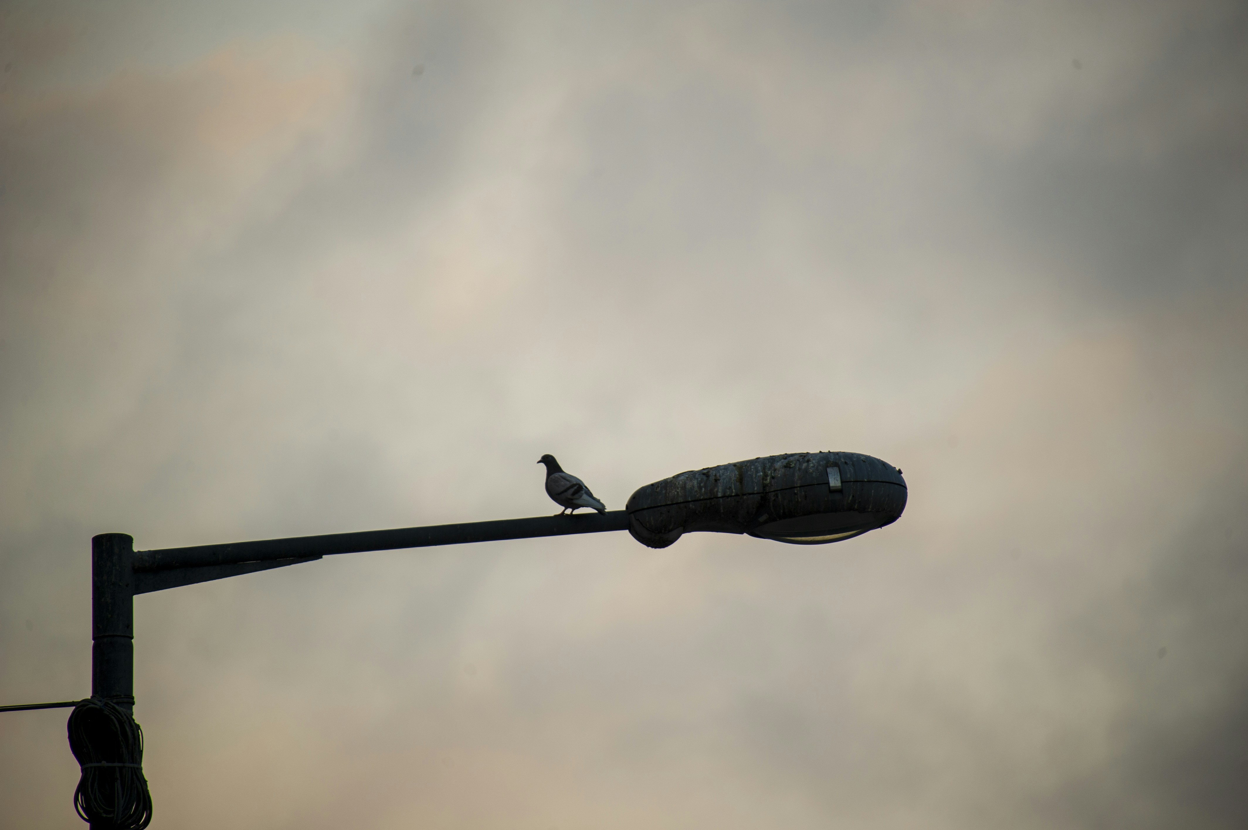 Pigeon on a Streetlamp Against a Brooding Skyscape